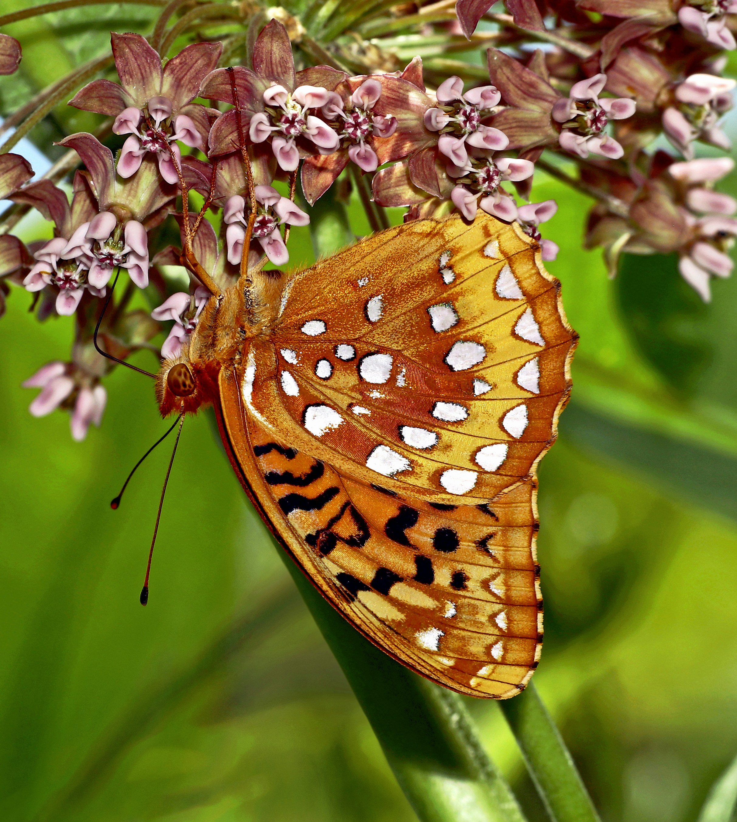 Bright Orange butterfly on pink blossoms with a green blurred background