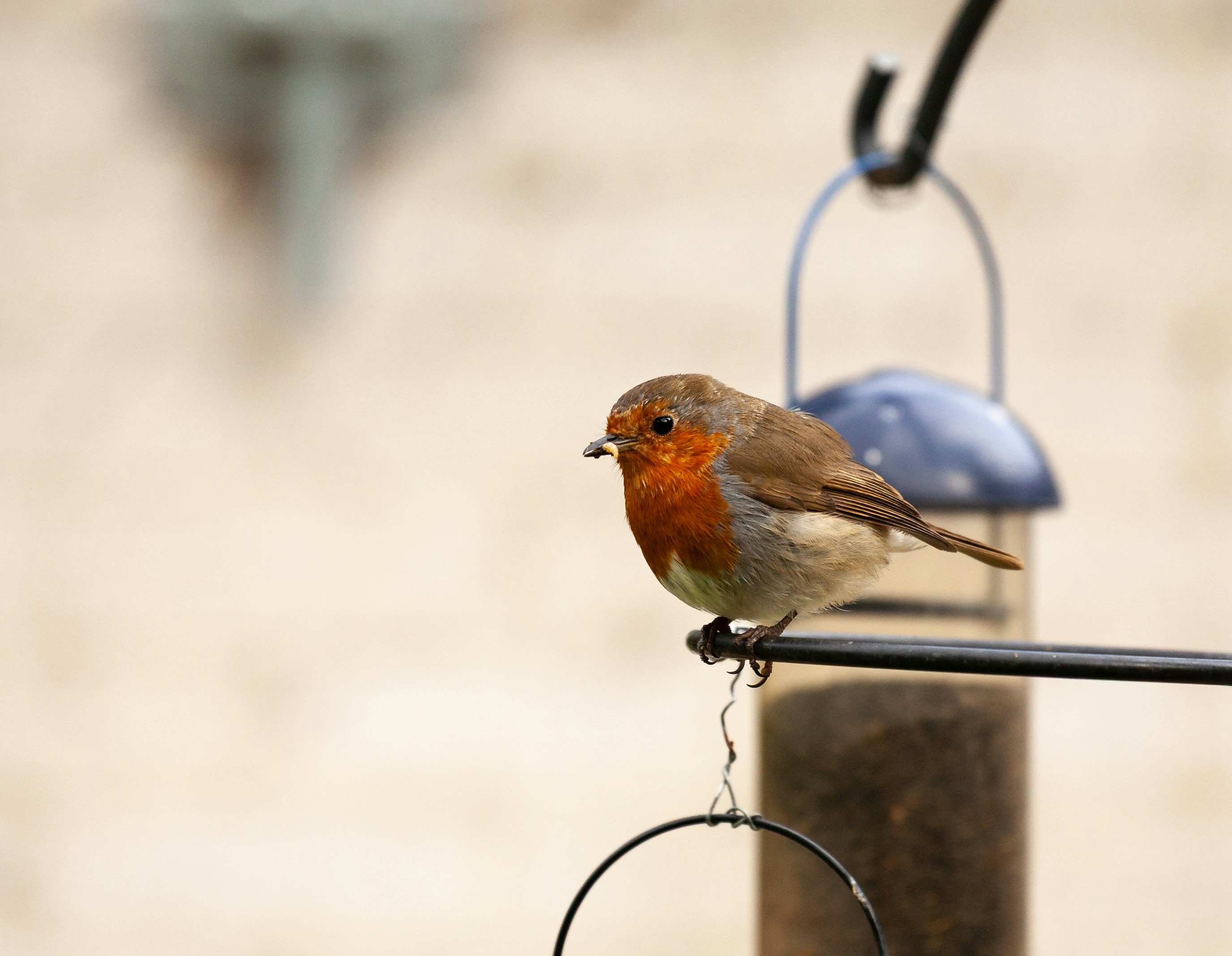 Red-robin on a hanging bird feeder against a soft, blurred backdrop