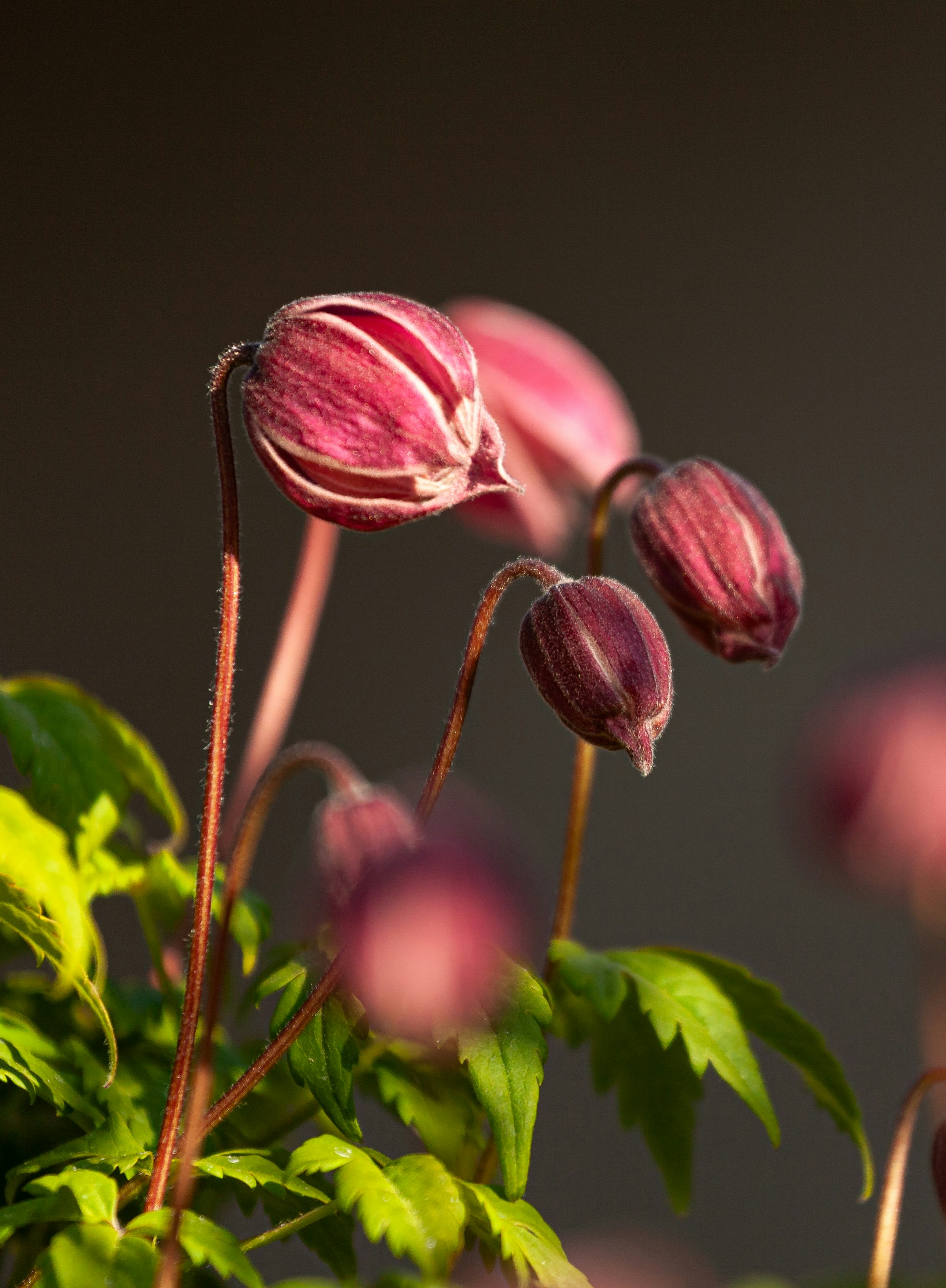 Crimson Buds: Delicate Climbs of a Violet Morning