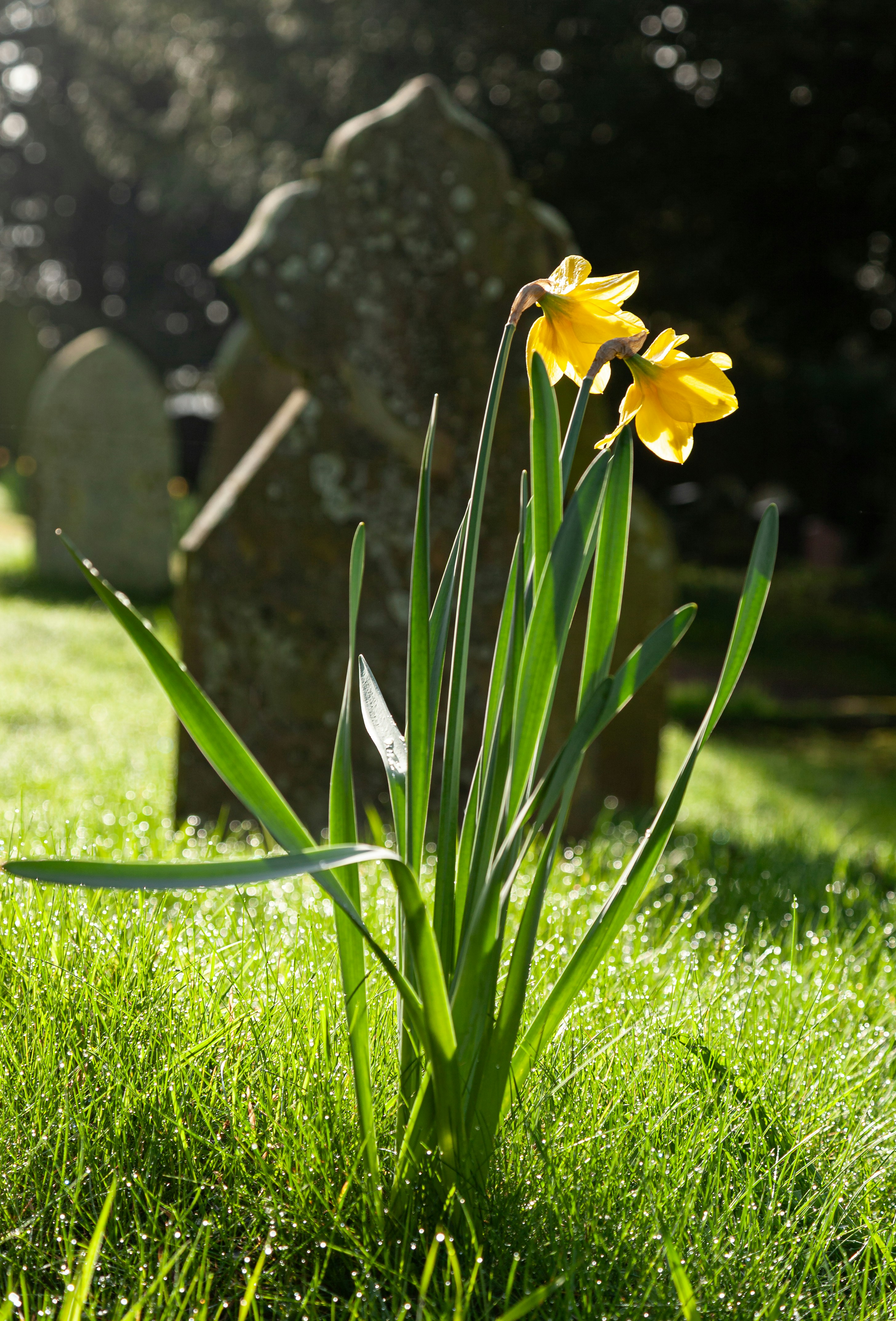 Golden Daffodils Defying the Gravestones