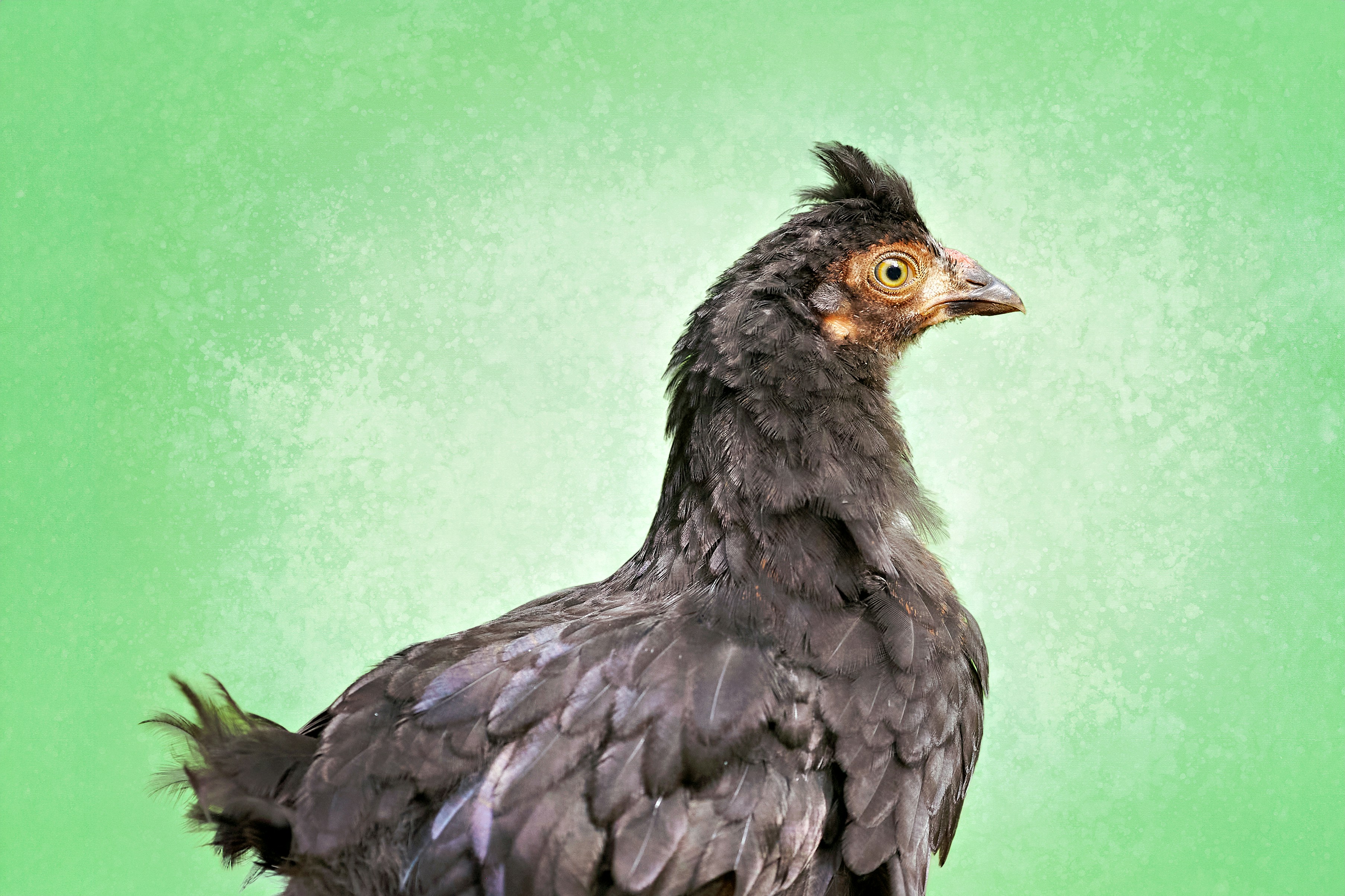 A captivating close-up of a black chicken with a striking feather crest and bright yellow eye, set against a vibrant textured green background. It shows natural beauty and unique avian features.