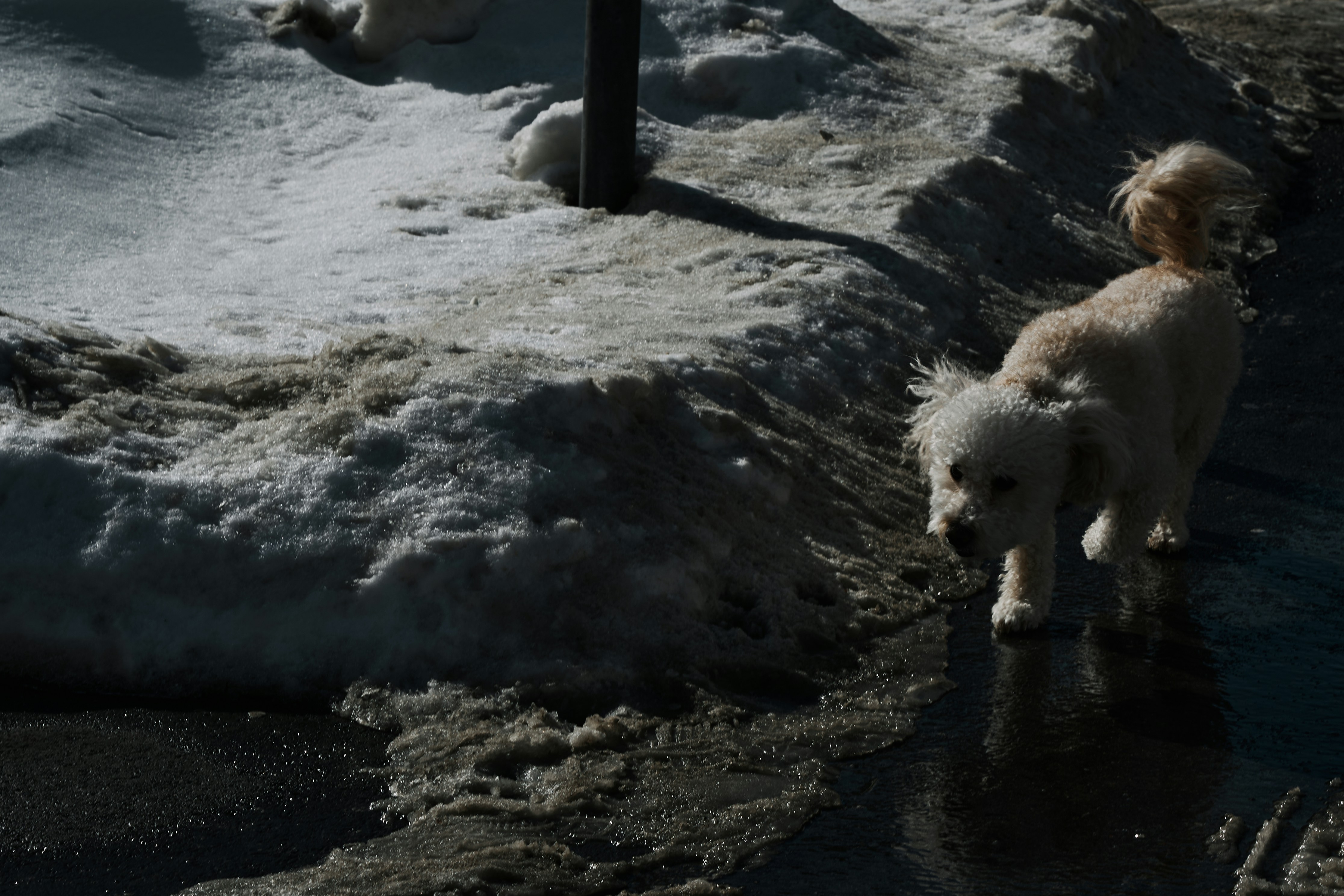 Sunlit Paws on Melted Snow