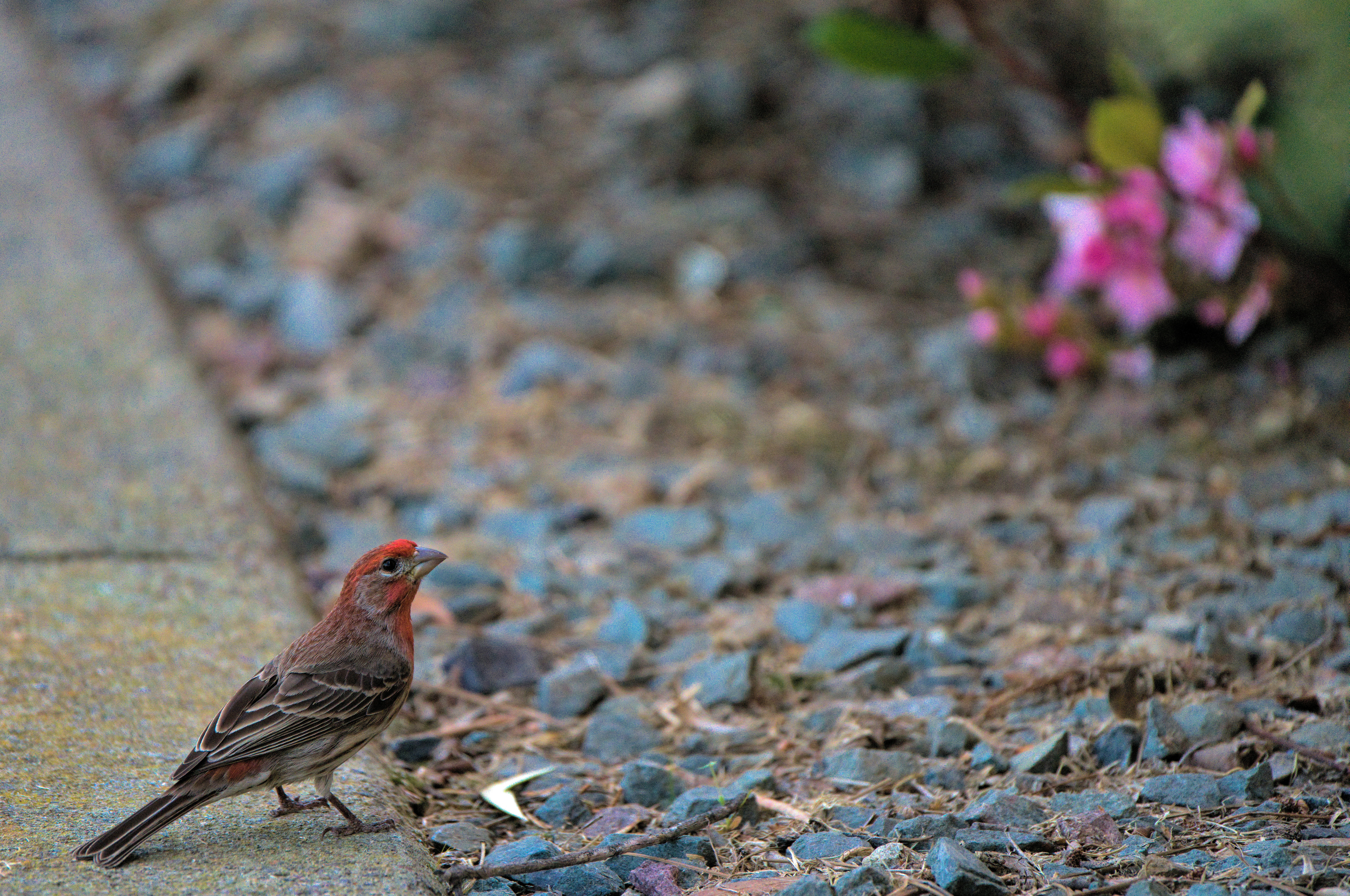 Red-headed Finch by the Pebble Path