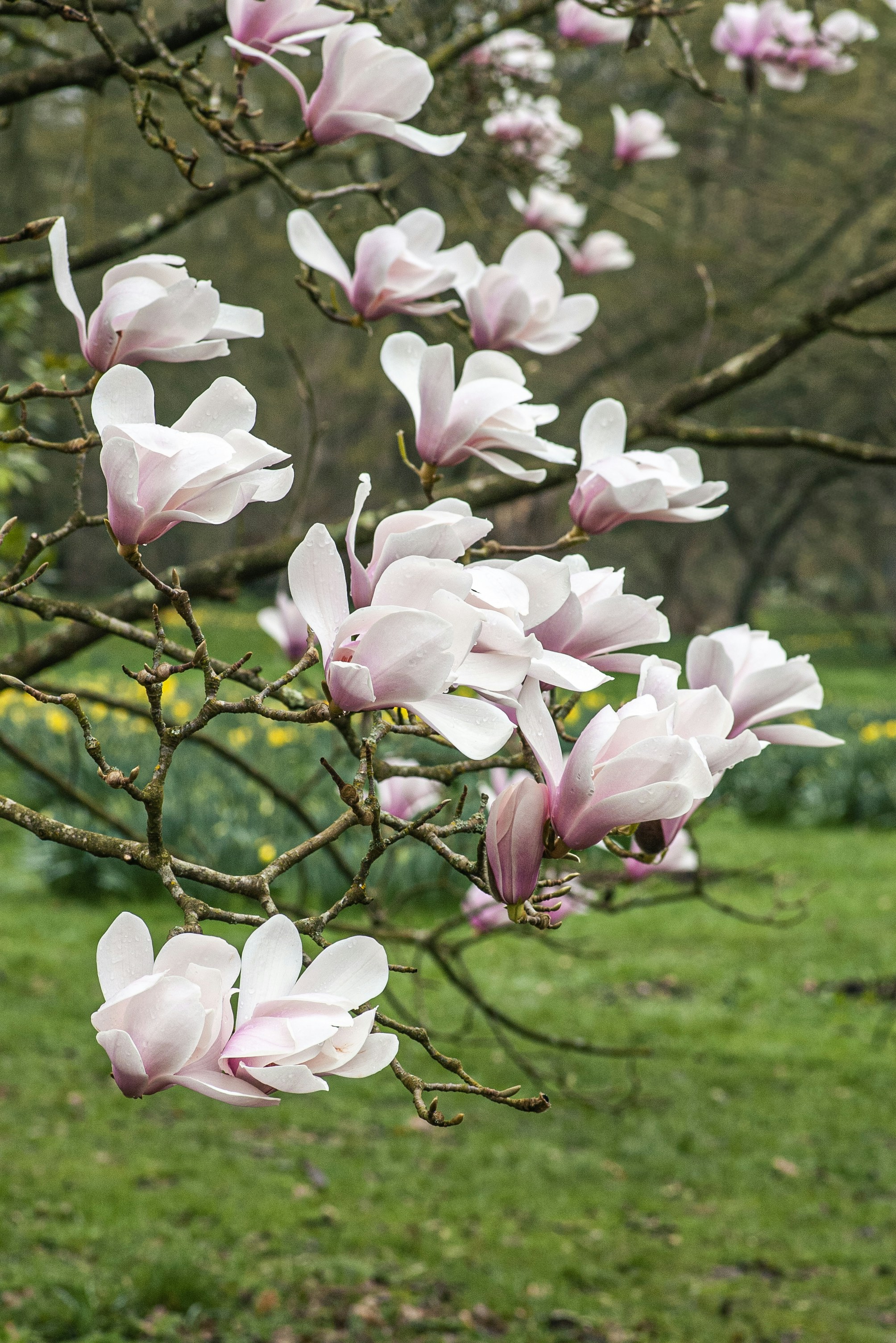 Blossoms on a Winding Branch: Pink Magnolia in Spring Light