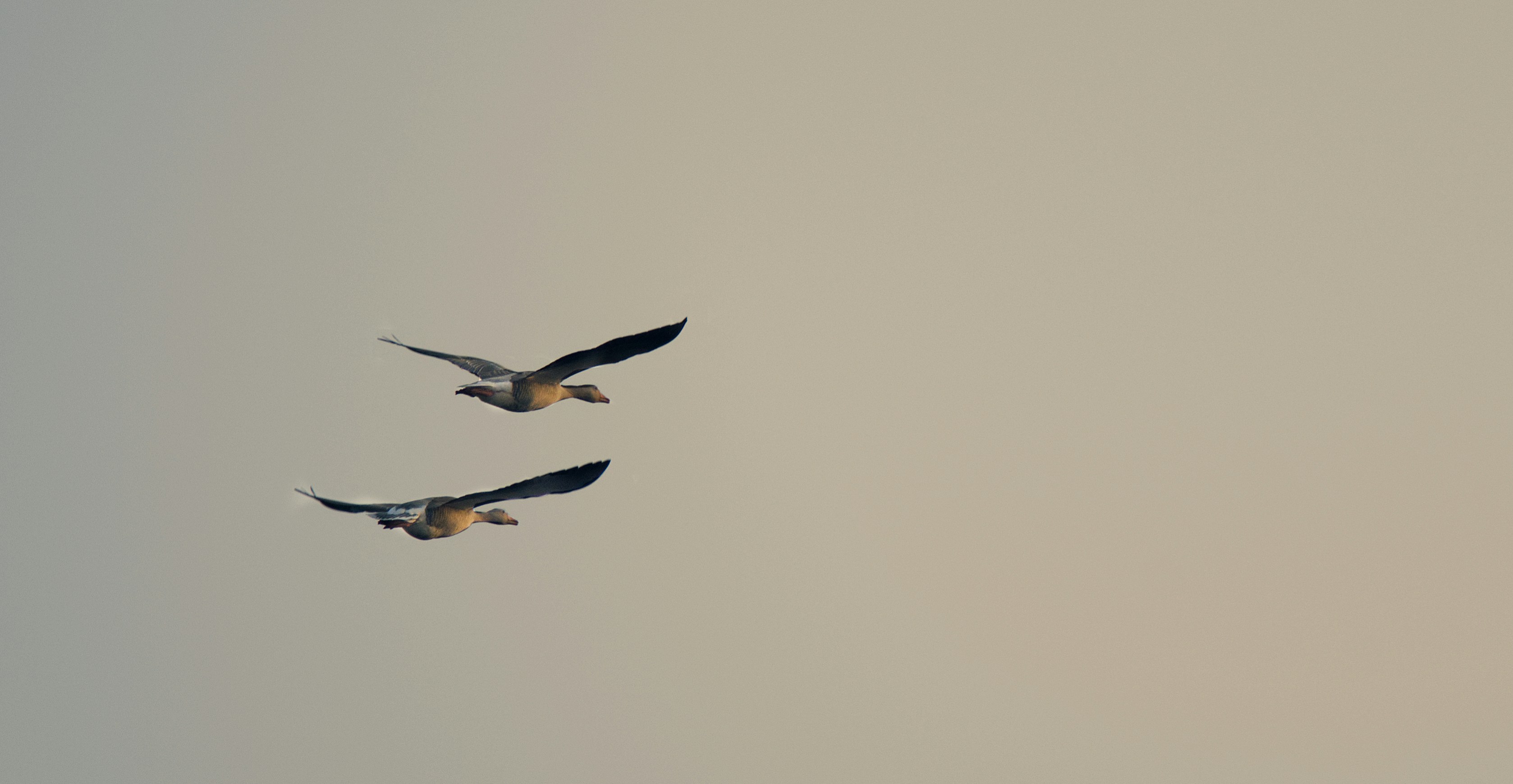 Two geese flying in a pale sky.