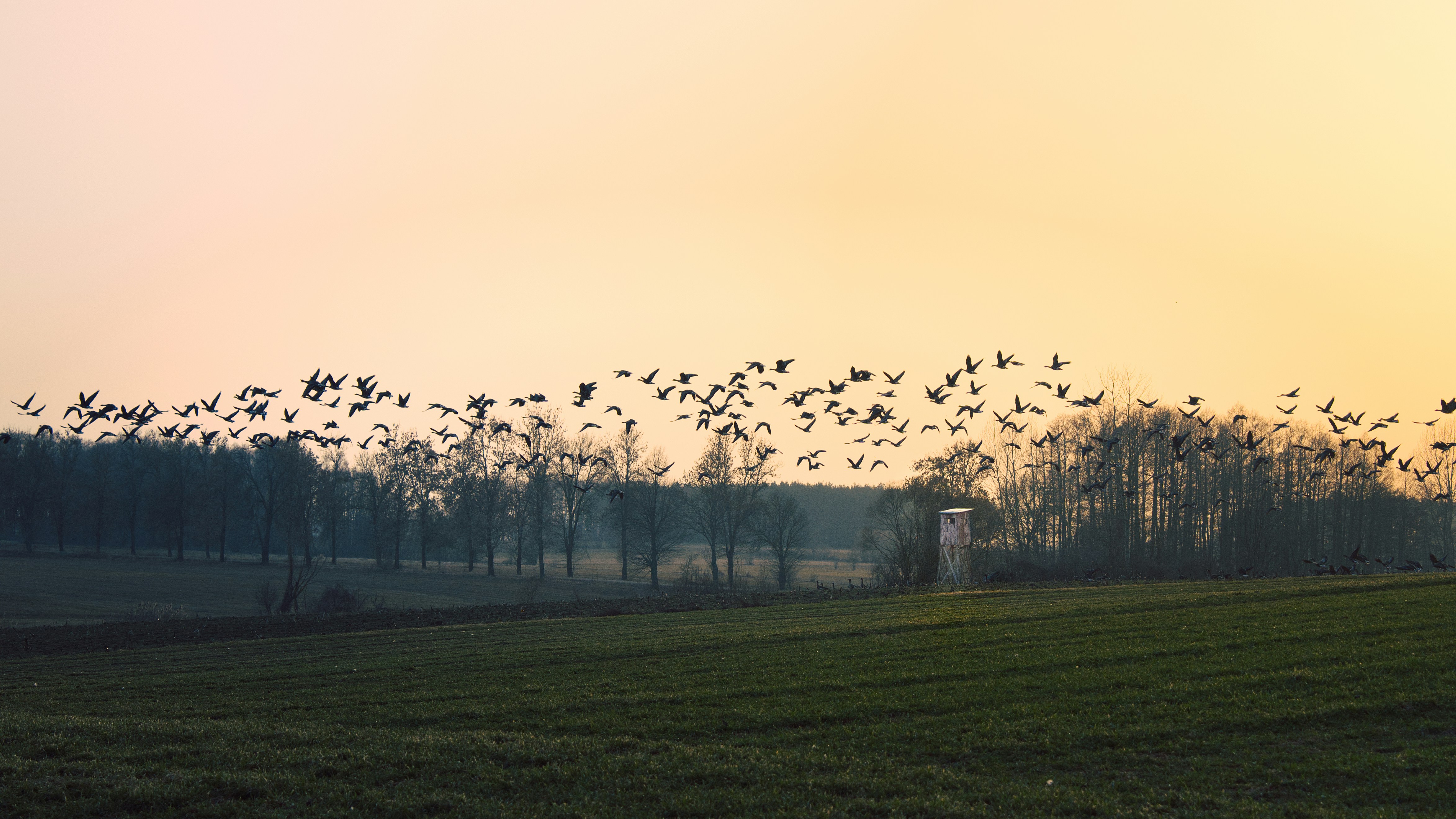 Flock of birds flying over trees at sunset