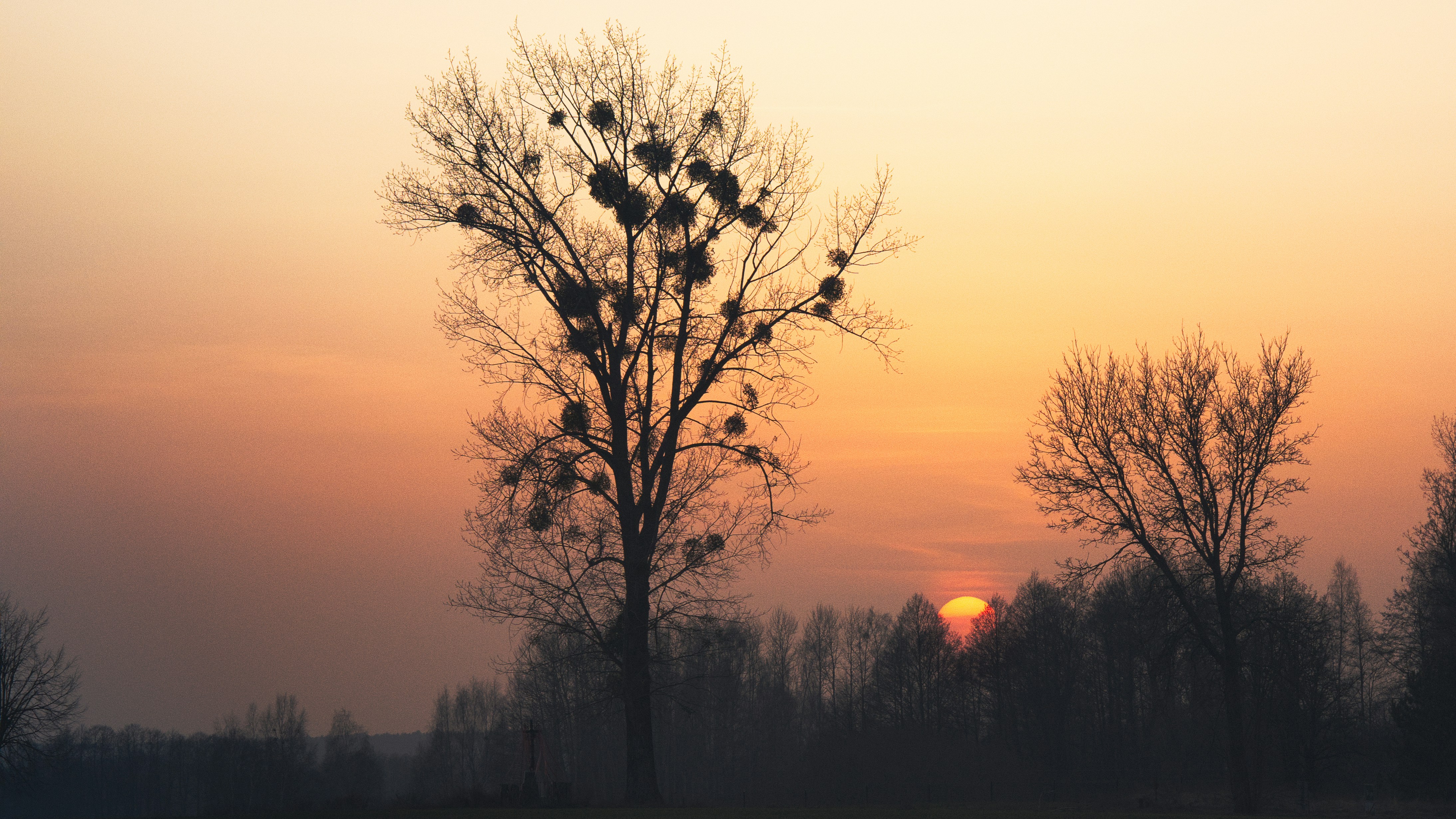 Bare trees with mistletoe against a sunset sky