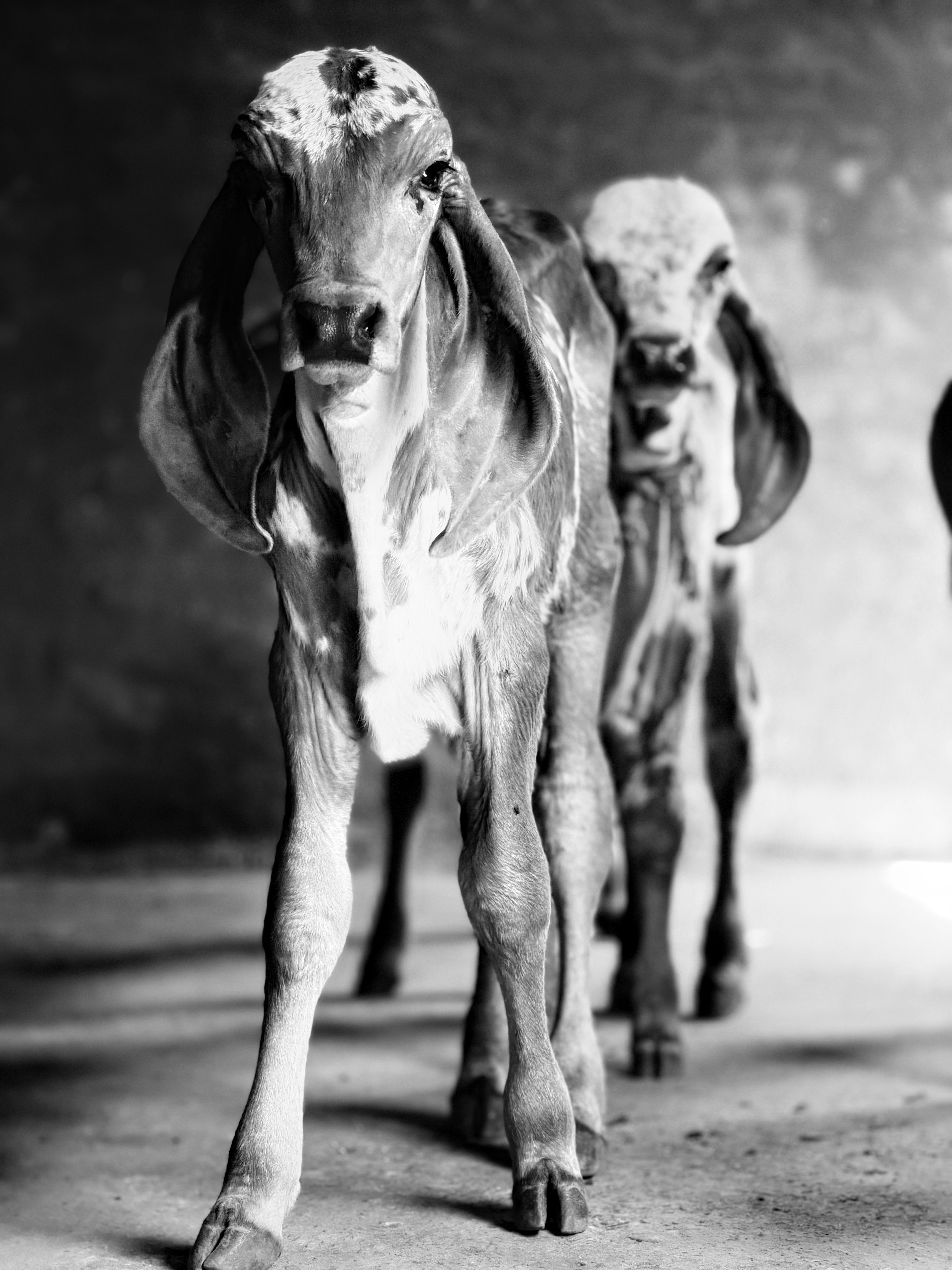 Two young goats stride toward the camera through a shadowed stable