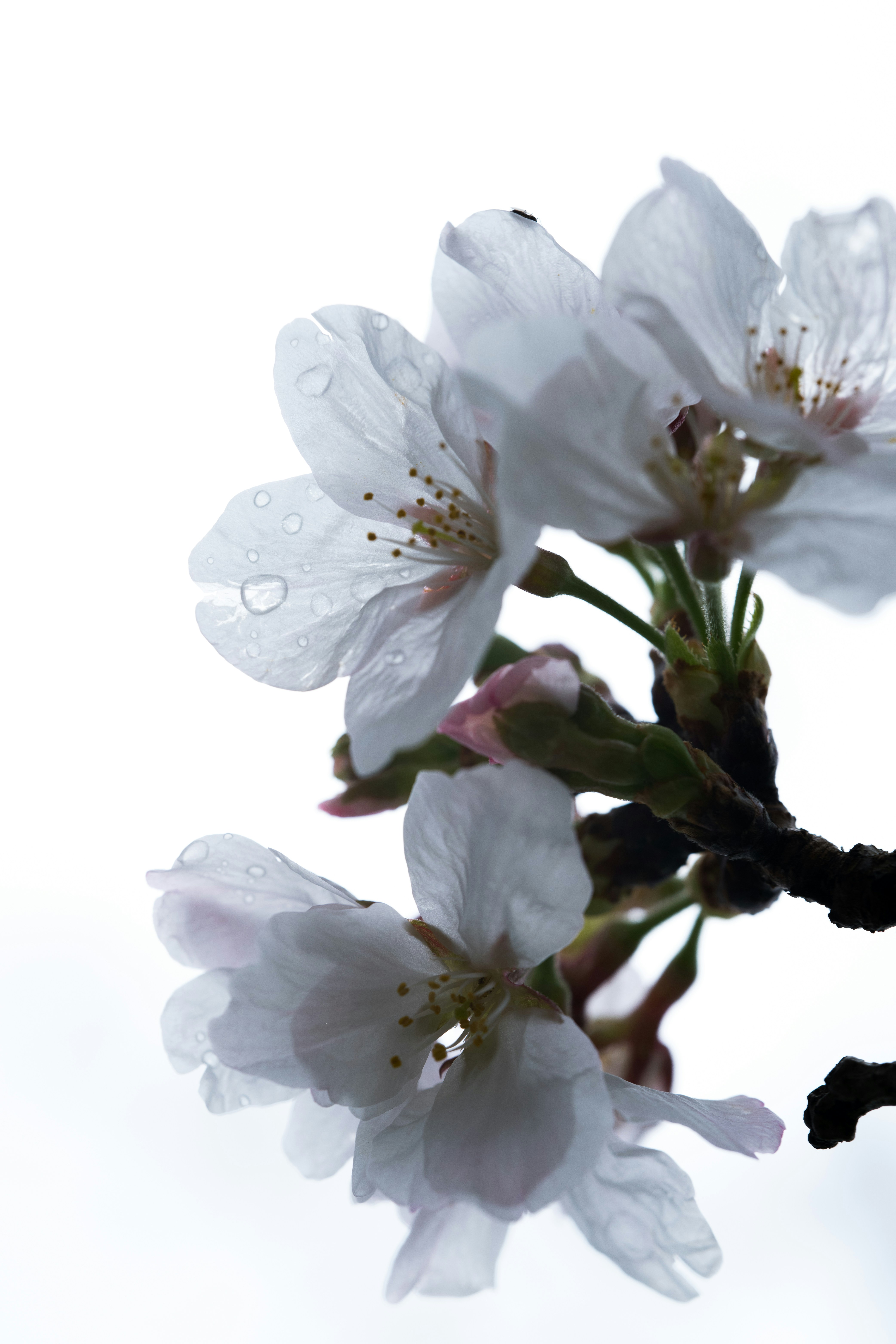 Blossoms in Water Droplets: Close-Up on Fragile White Petals