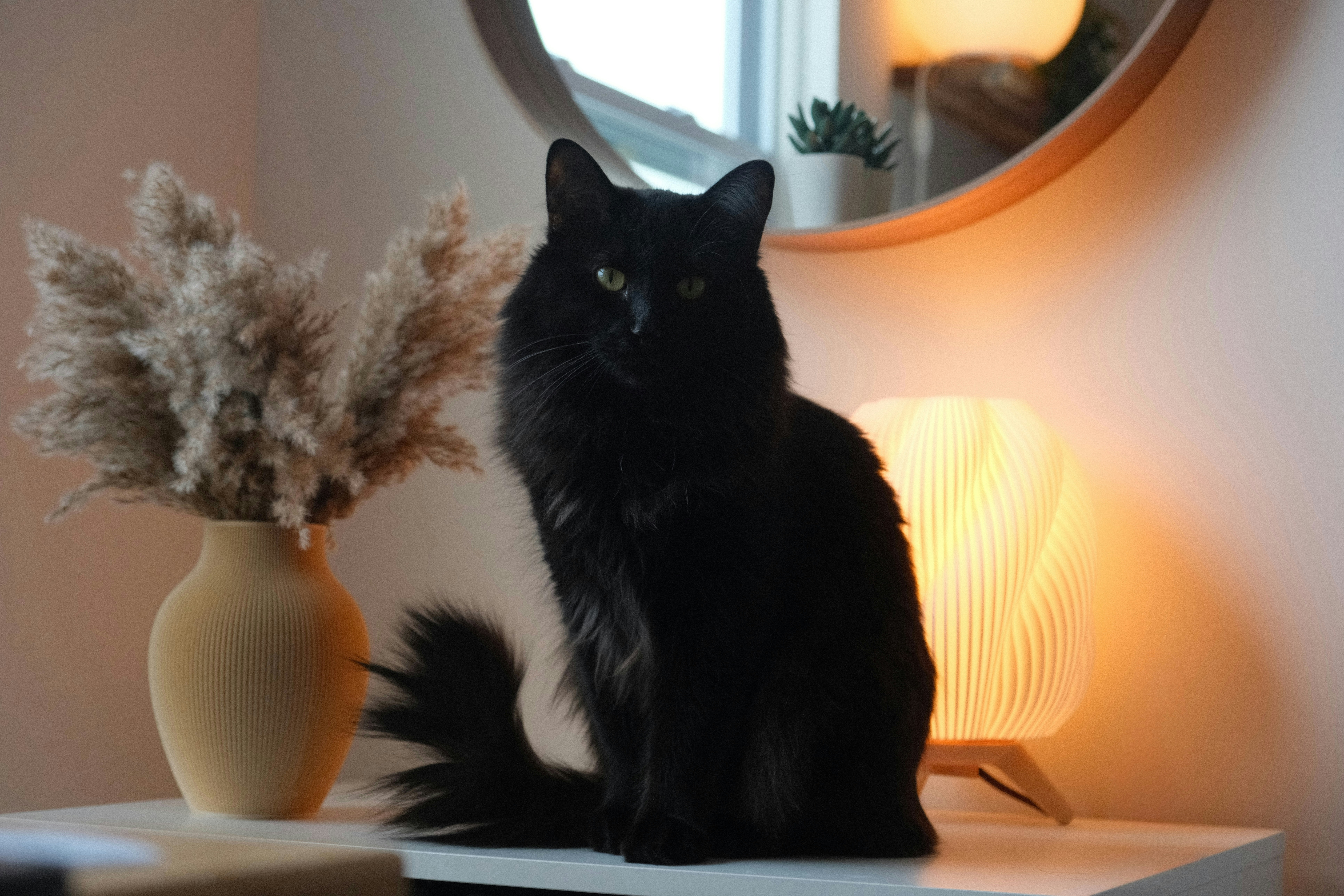 Midnight Muse: A Black Cat Silhouetted by Cozy Studio Glow