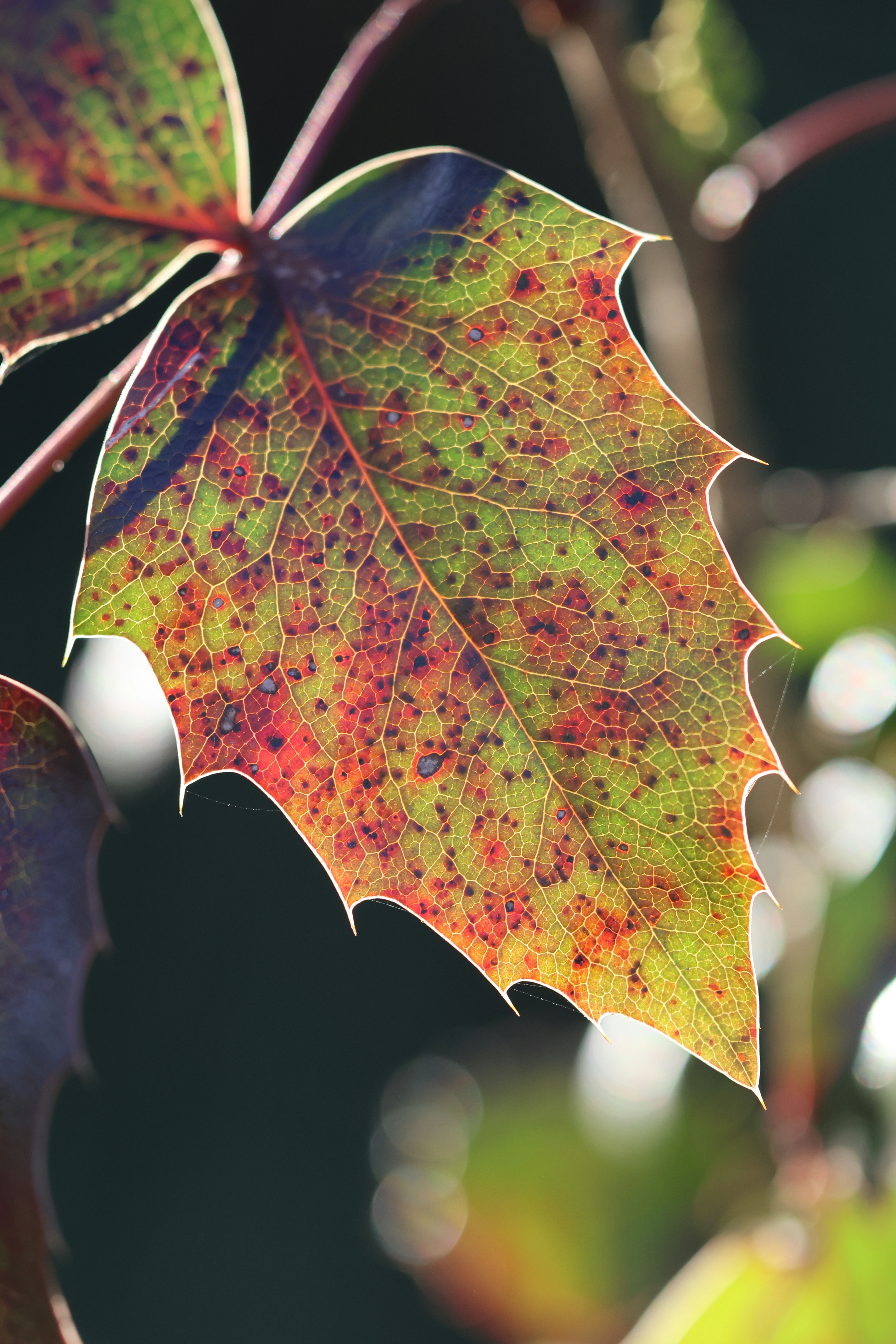 Autumn Vein: A Close-Up of a Multicolored Maple Leaf Framing Light and Texture