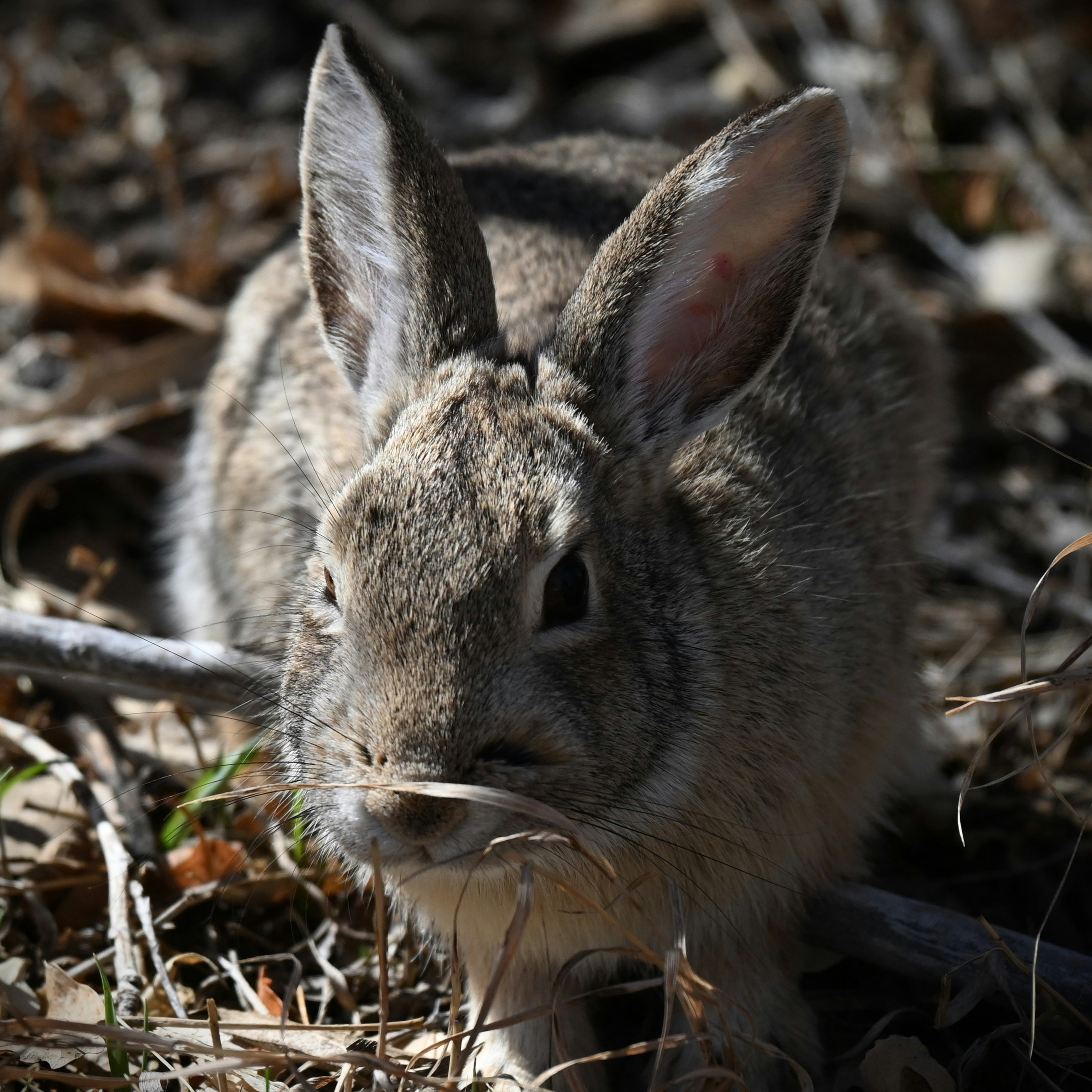 Curious Meadow Hare Pausing Amid Autumn Debris