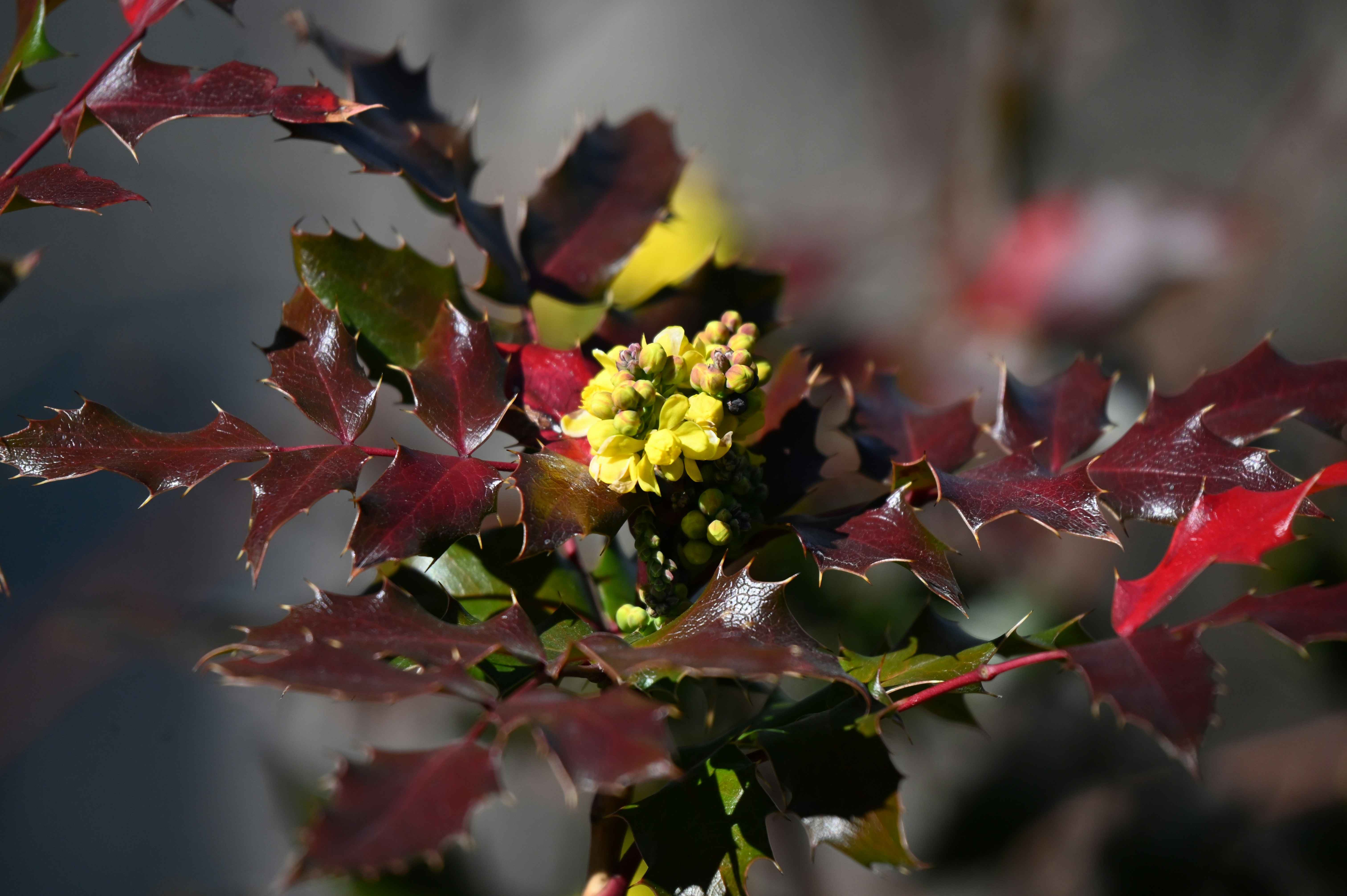 Yellow bloom Spotlight on Autumn Leaves
