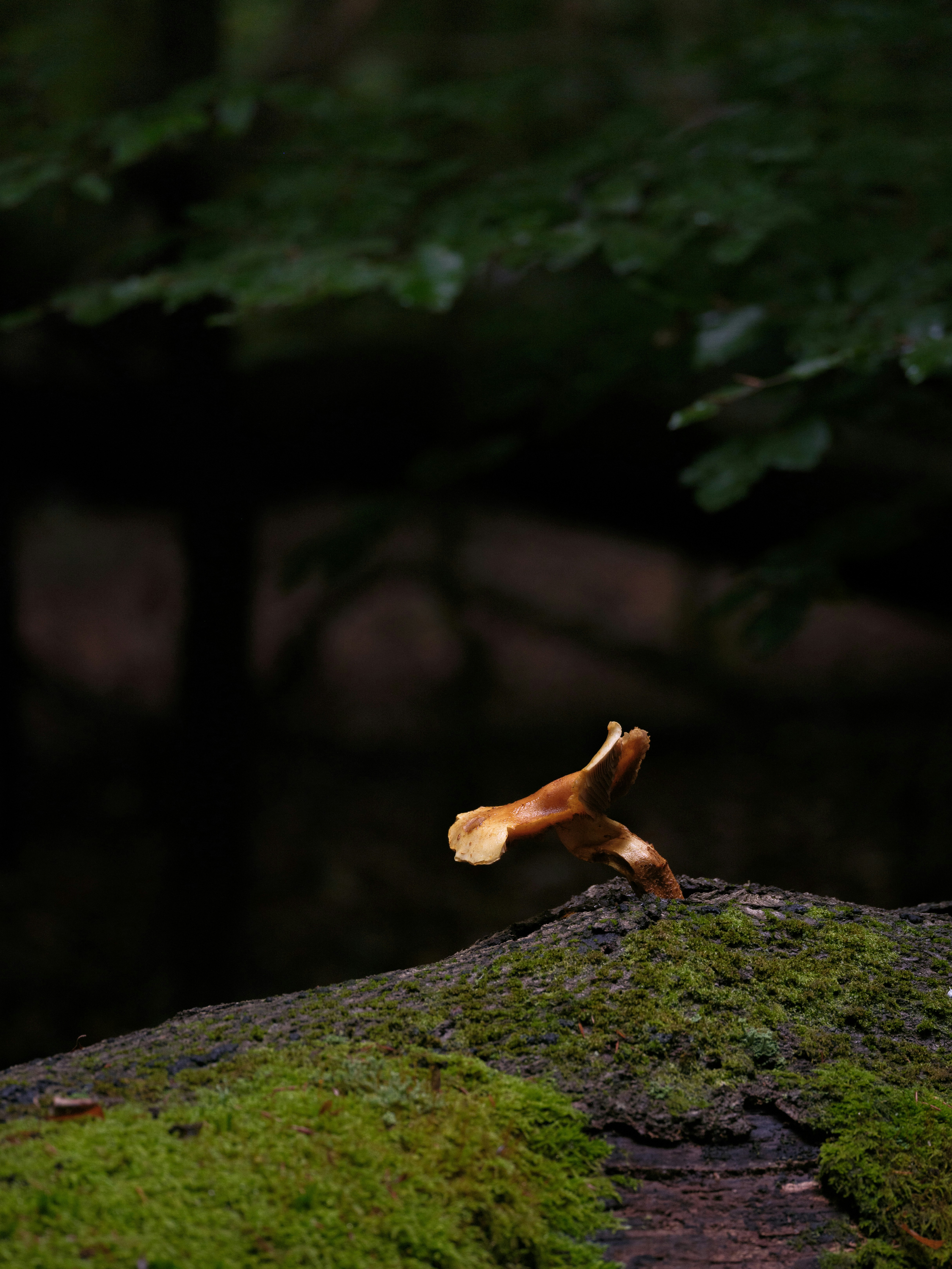 Mossy Log and Lone Mushroom: A Quiet Forest Moment