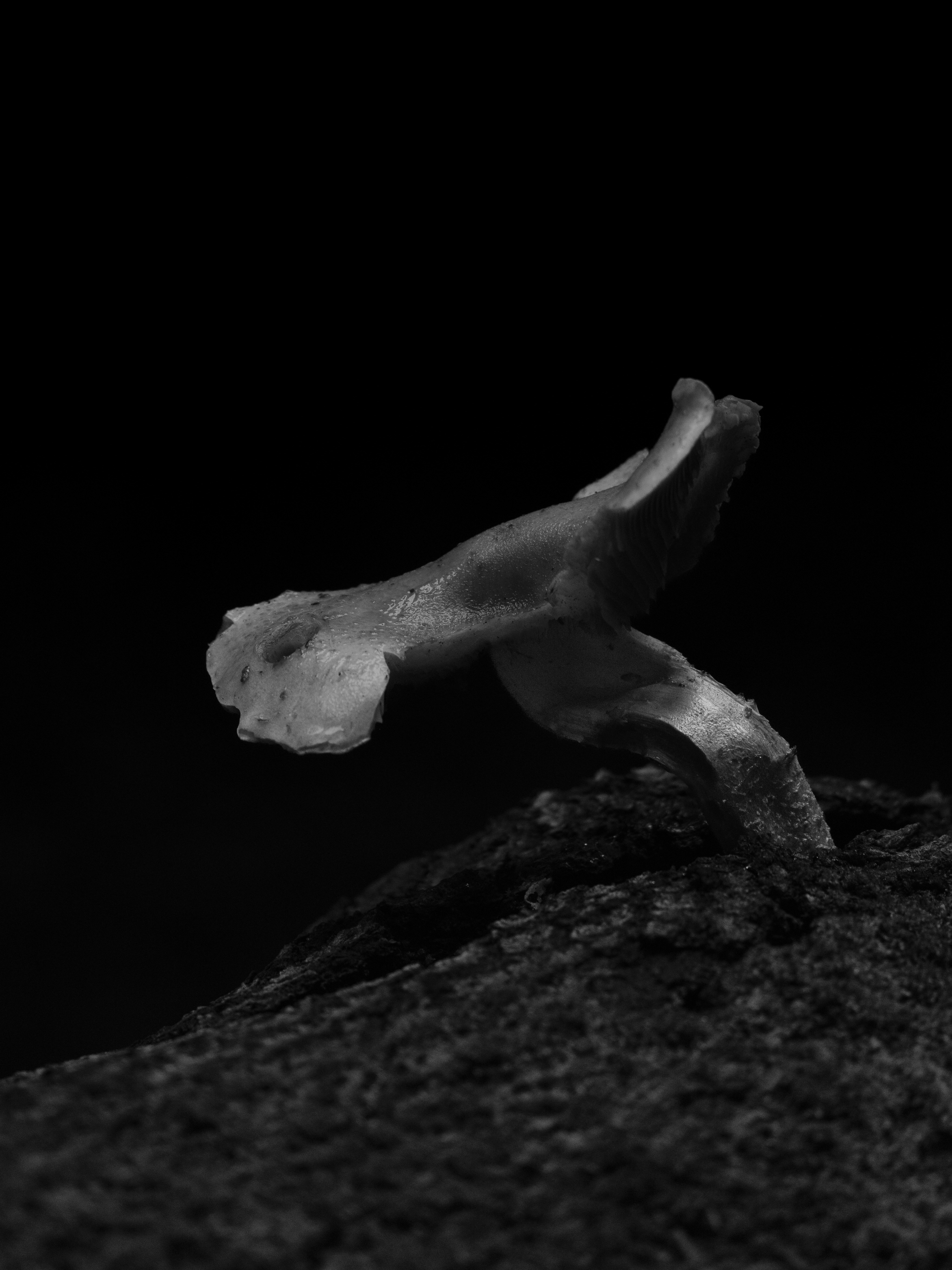 Ghost on a Rock: A lone organic form emerges from darkness