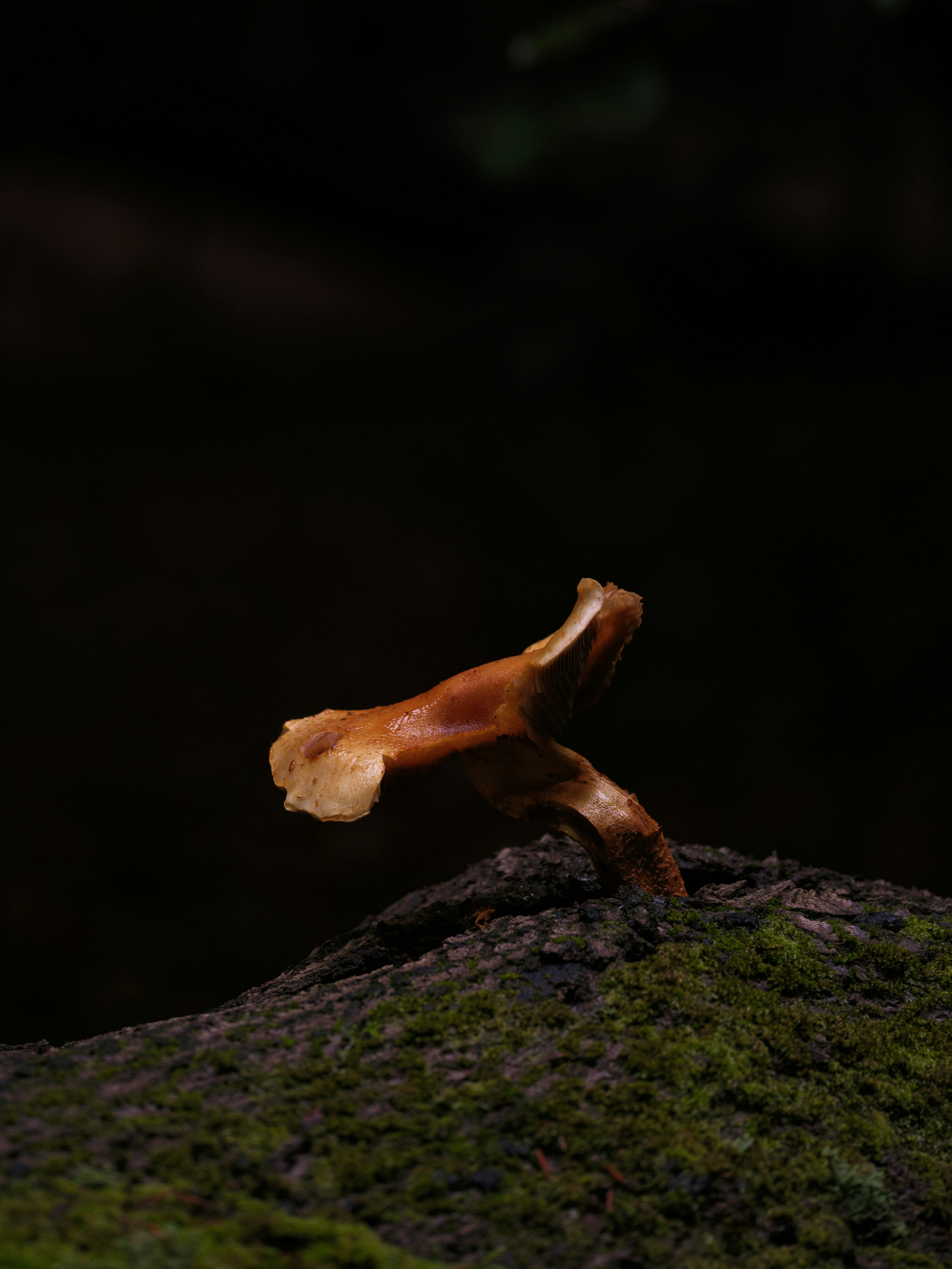 Tourette of a Mossy Rock: A Tiny Fungus Emerges