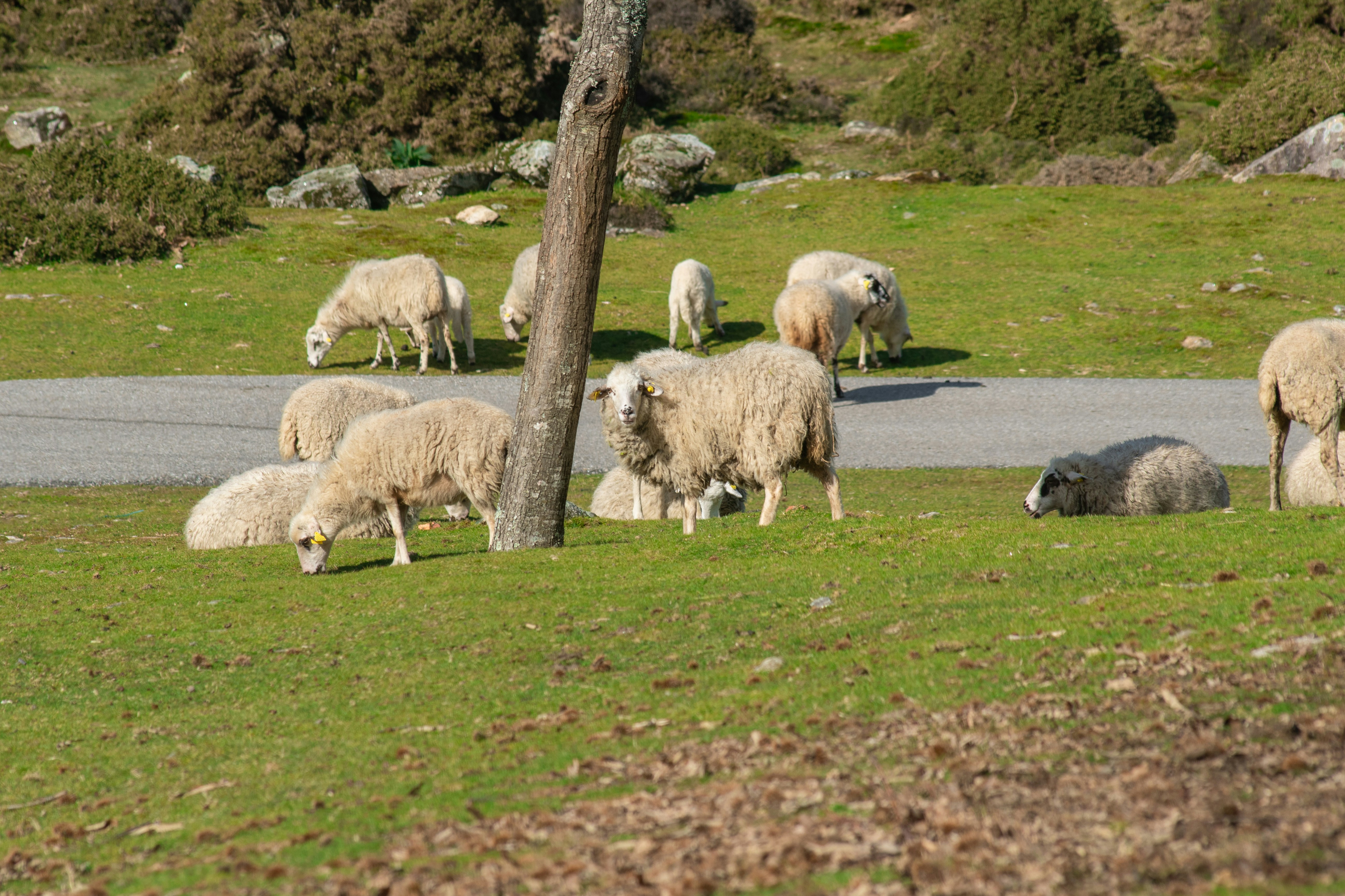 Grazing Flocks Under a Lone Tree by the Road