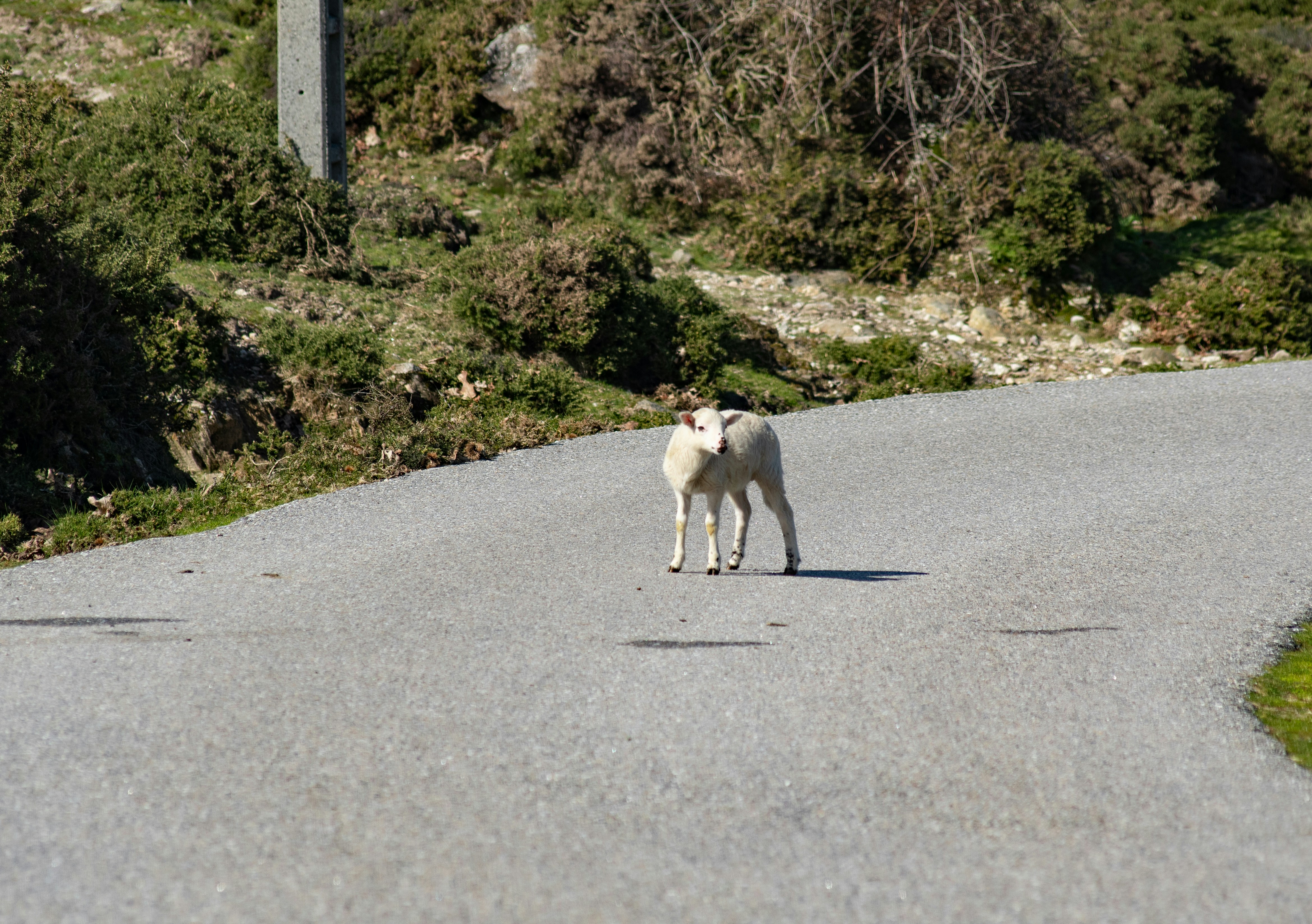 Lone Shepherd on a Sunlit Mountain Road
