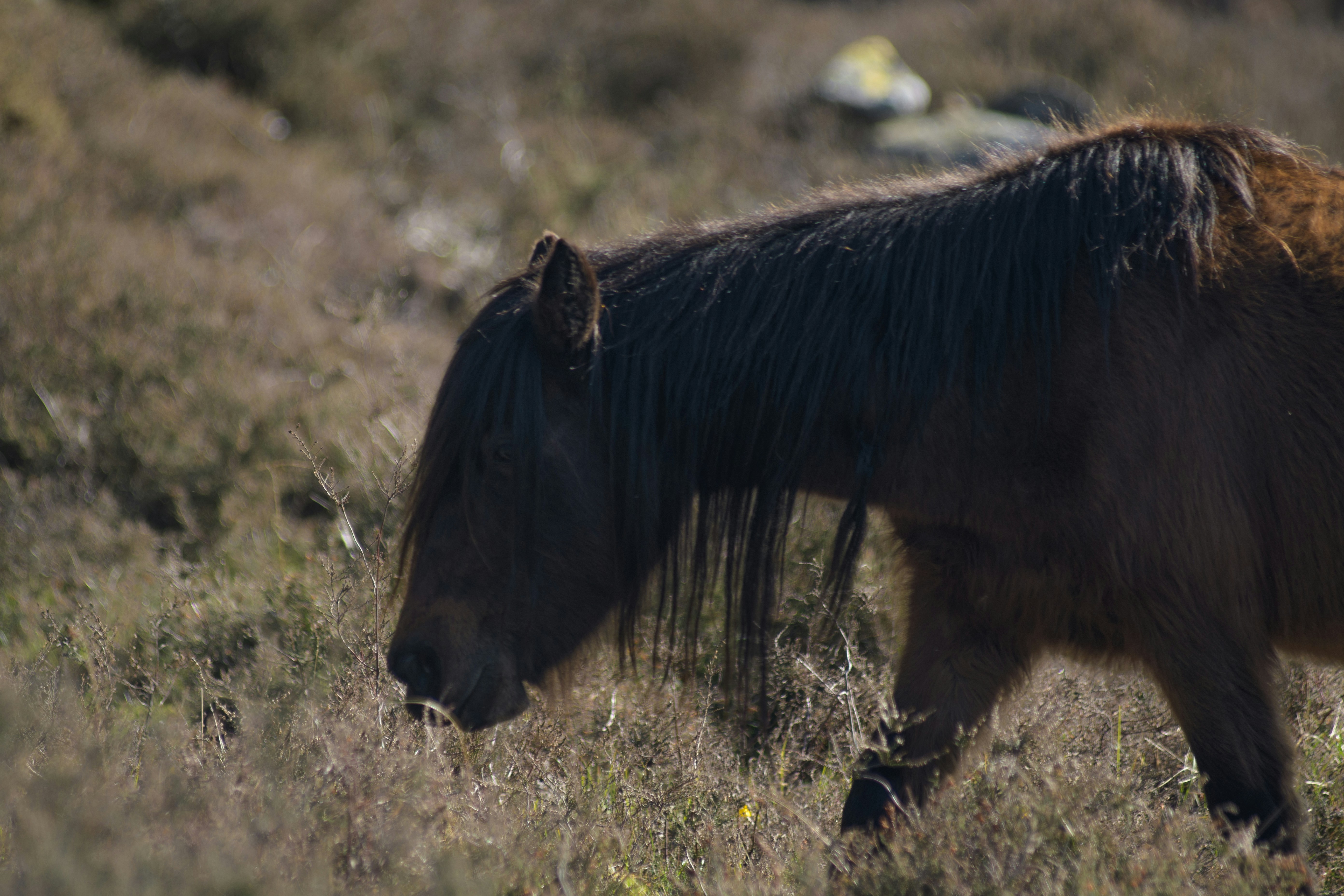 Low Sun, Quiet Hoofbeat: A Wild Horse Slowly Passes Through the Grassland
