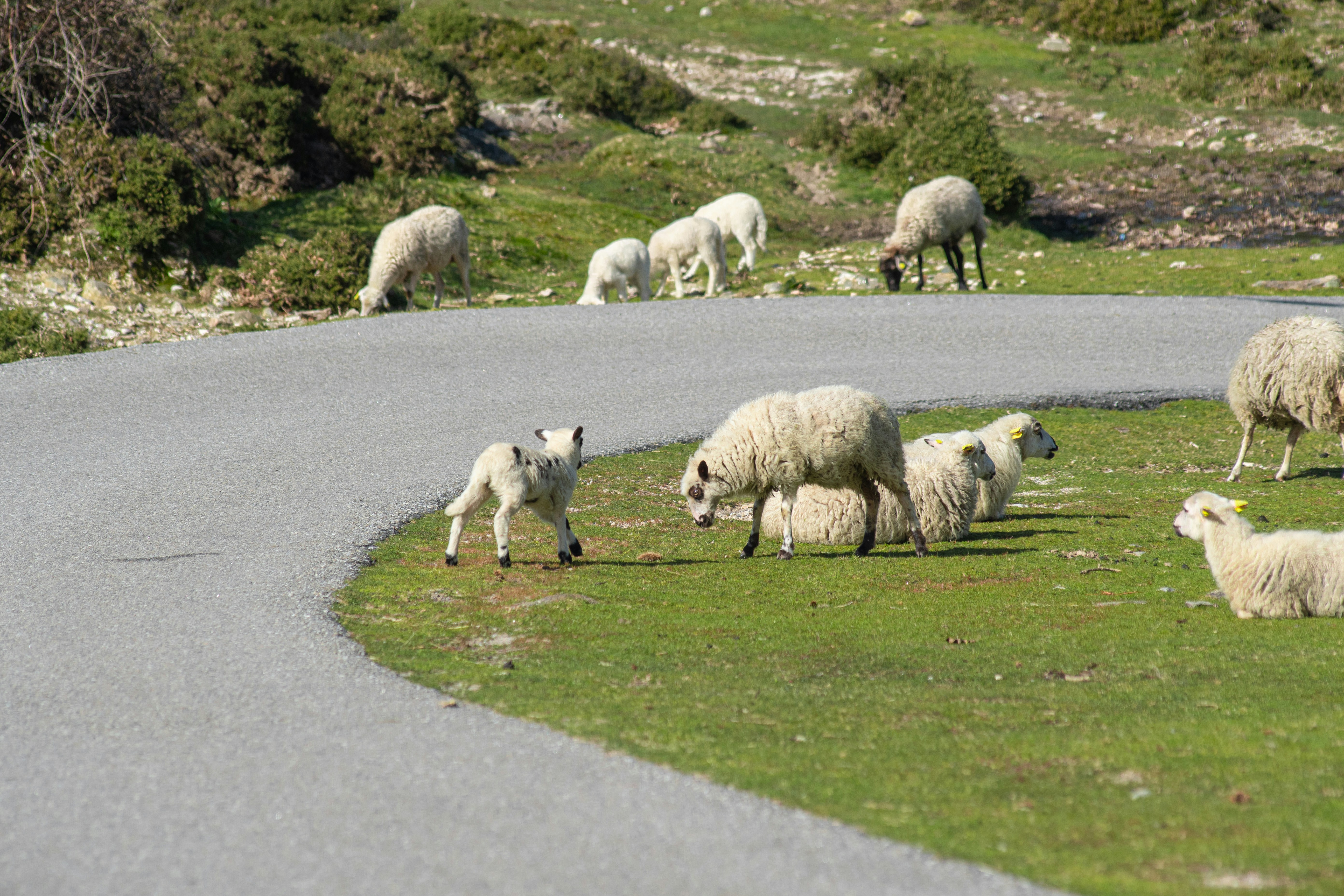 Lambs and shepherds on a winding rural road