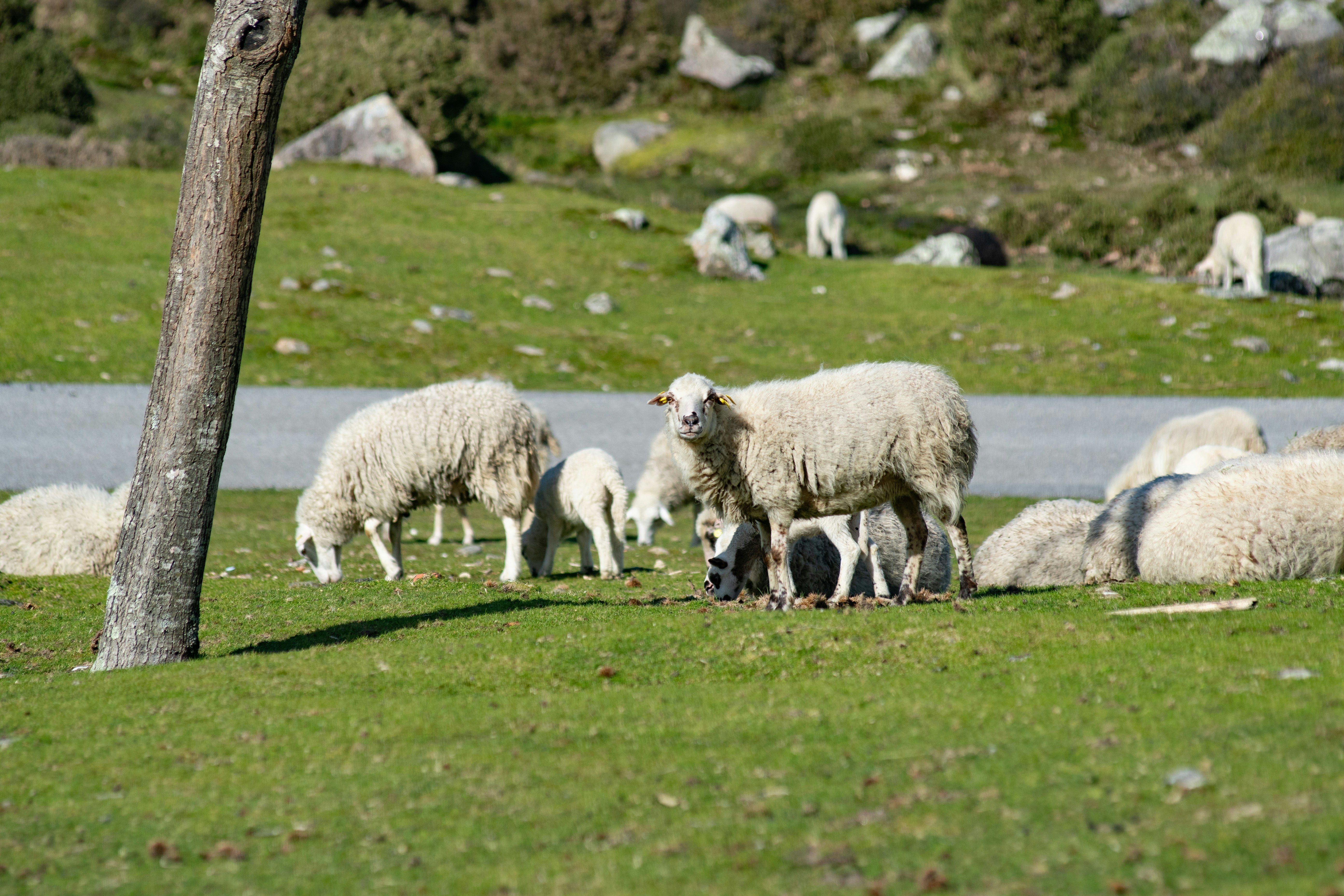 Flock of sheep grazing on a grassy hillside