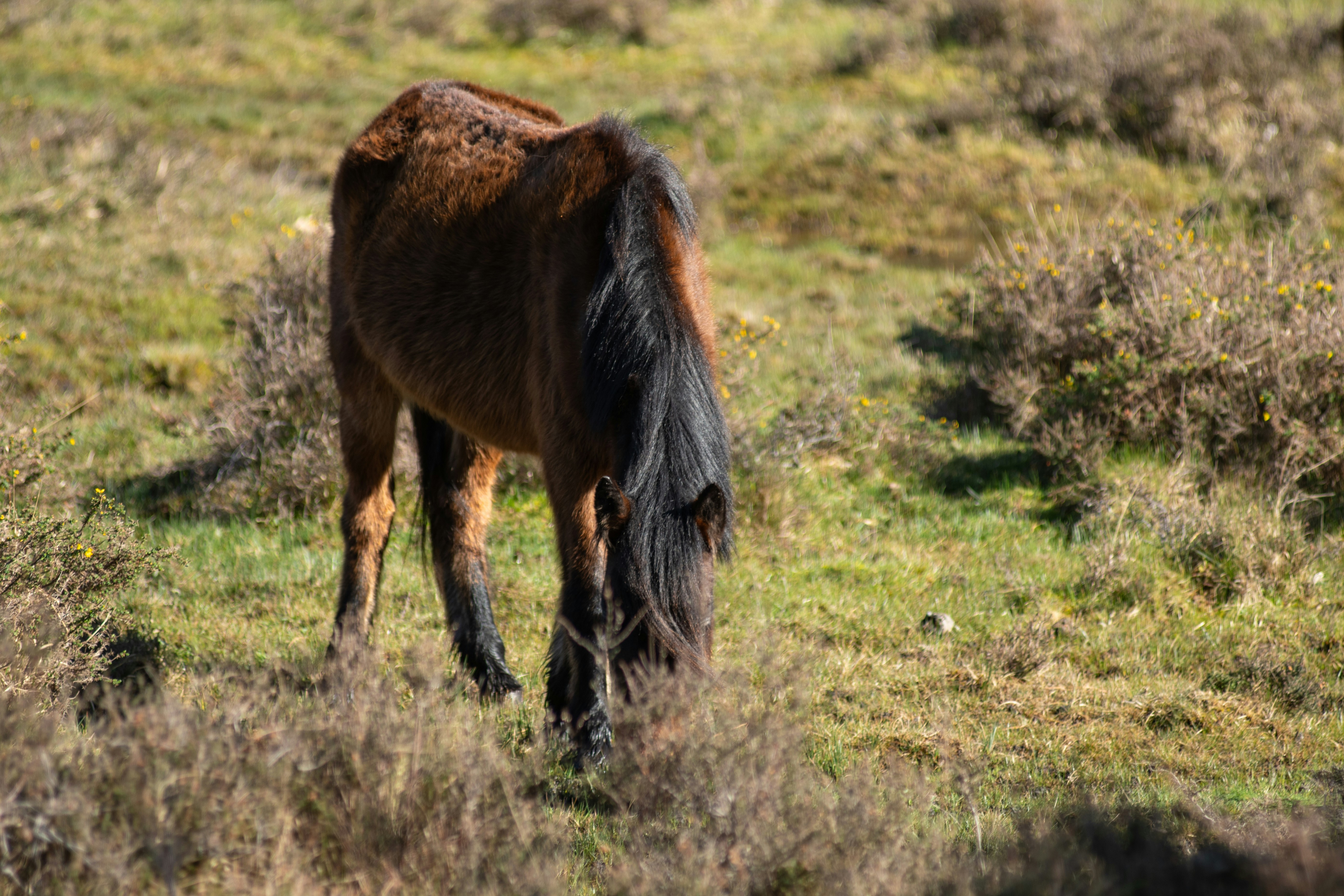 A brown horse grazes in a grassy field.