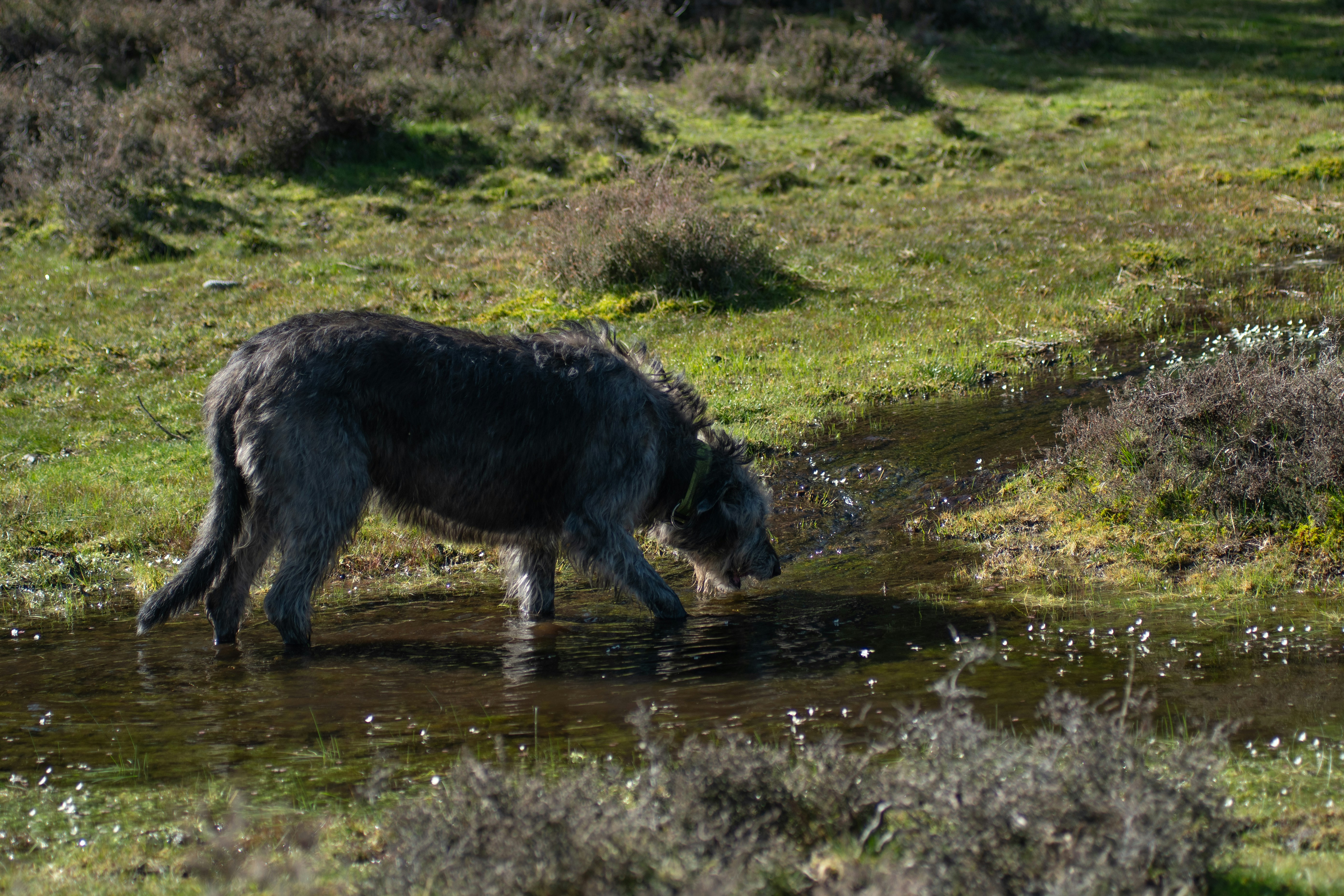 Amphibious Forager: A Dark Wolf-like Mammal Tasting Riverbank