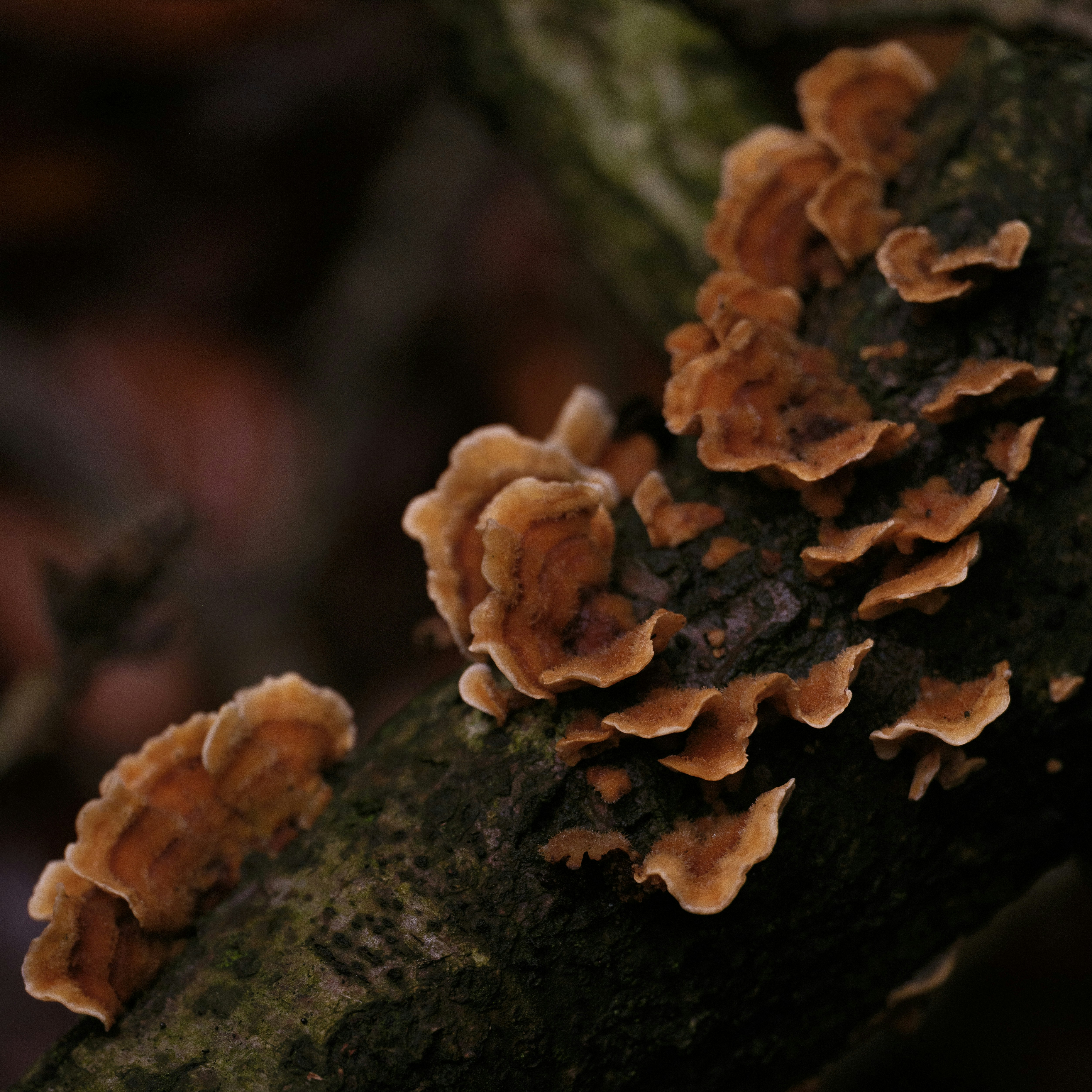 Orange Shelf Fungus Parade on Mossy Bark