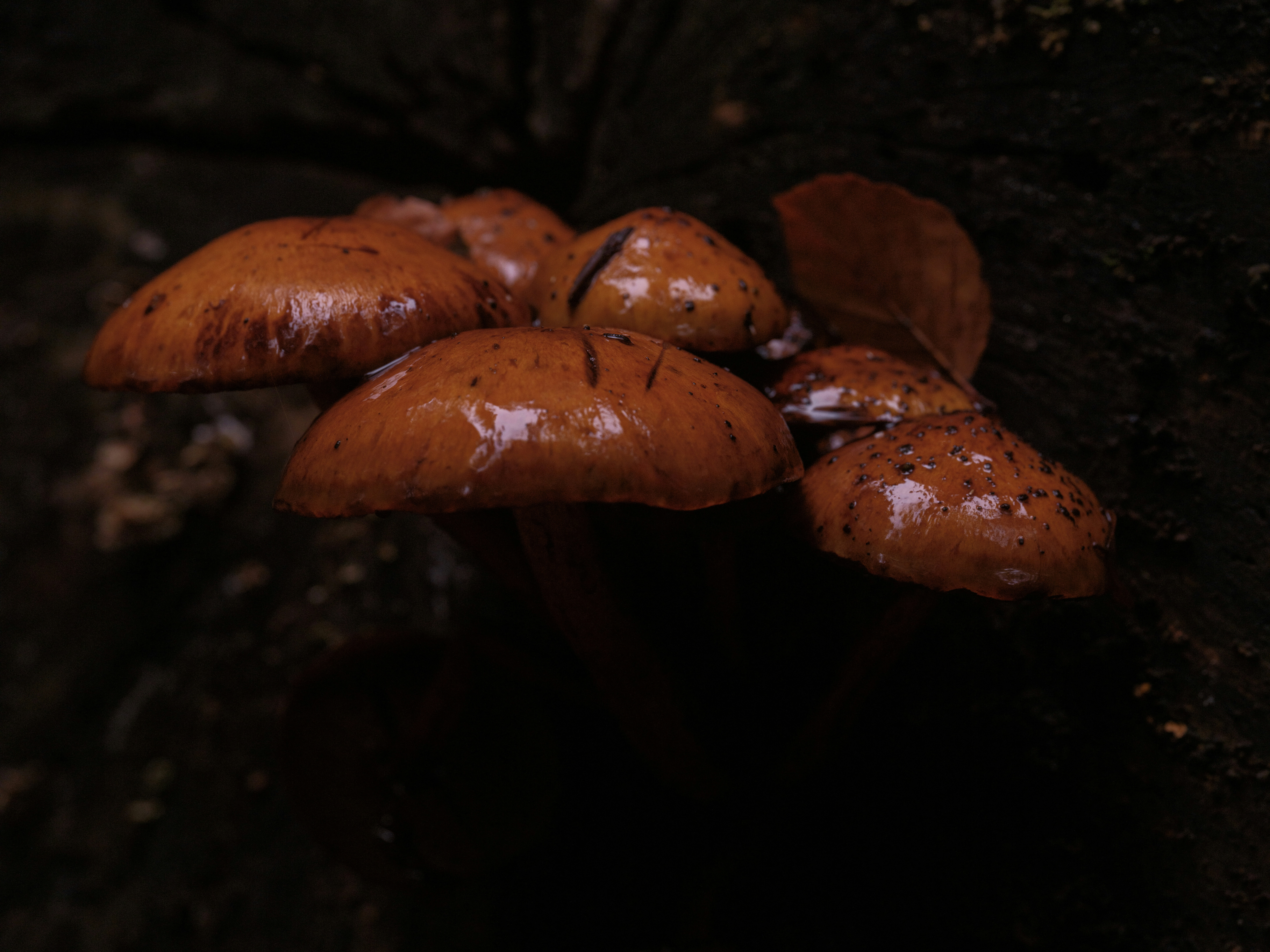 Dark canopy mushrooms: glossy caps dimly glowing in forest shadow