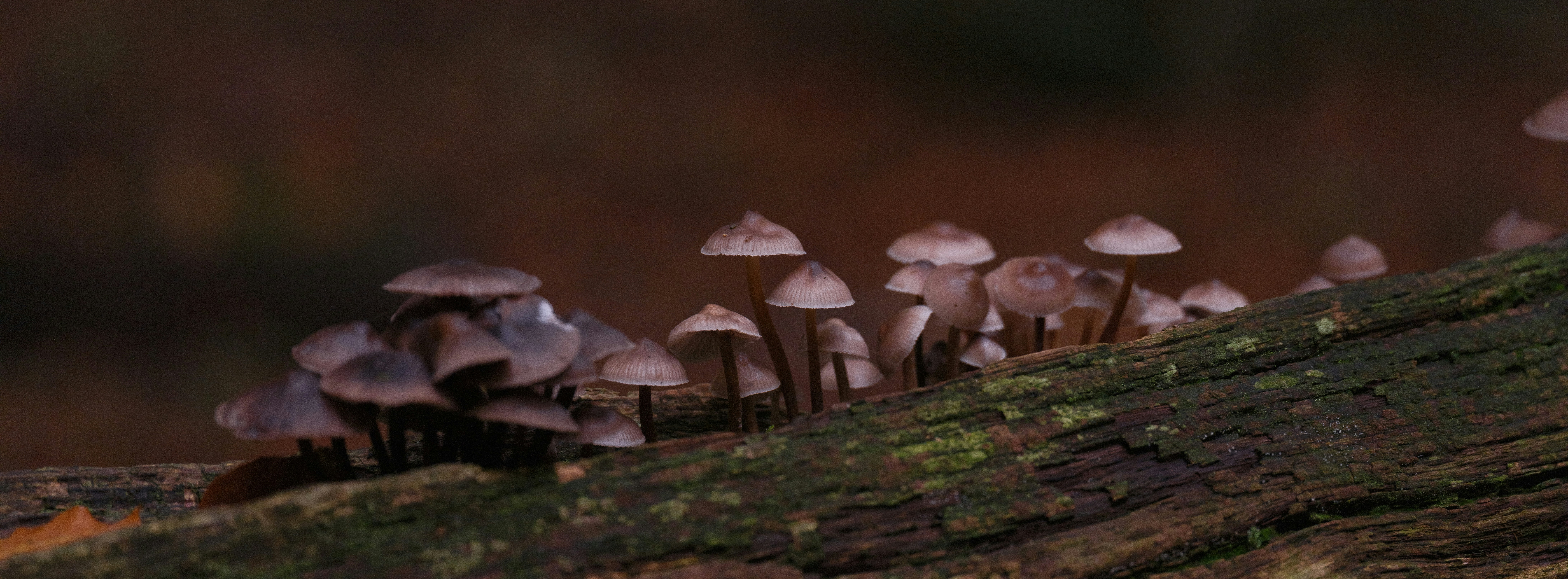 Tiny Forest Choir: Delicate Mushrooms Poking Through a Mossy Log