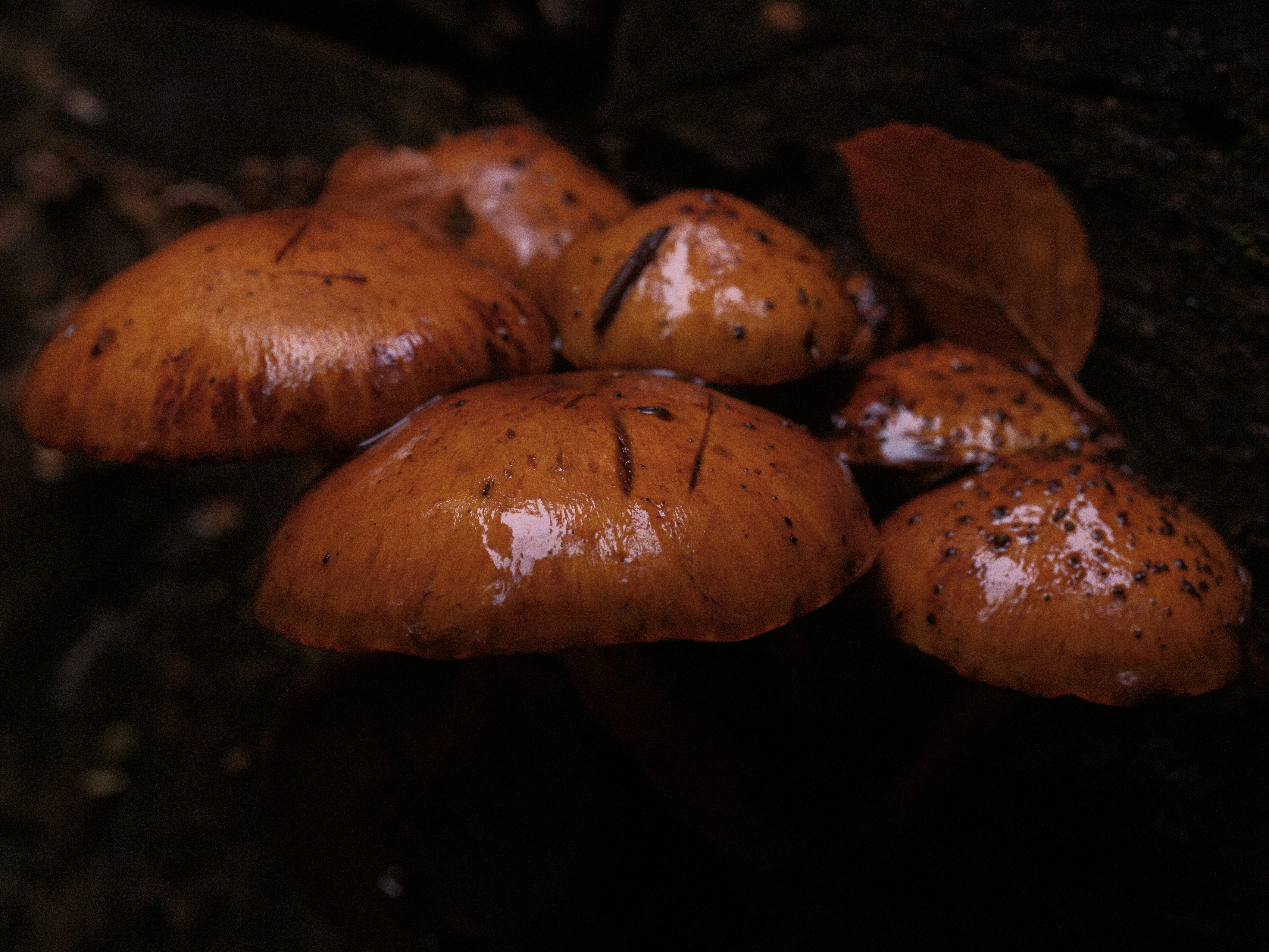 Glossy Orange Mushrooms Cluster in Damp Forest Understory