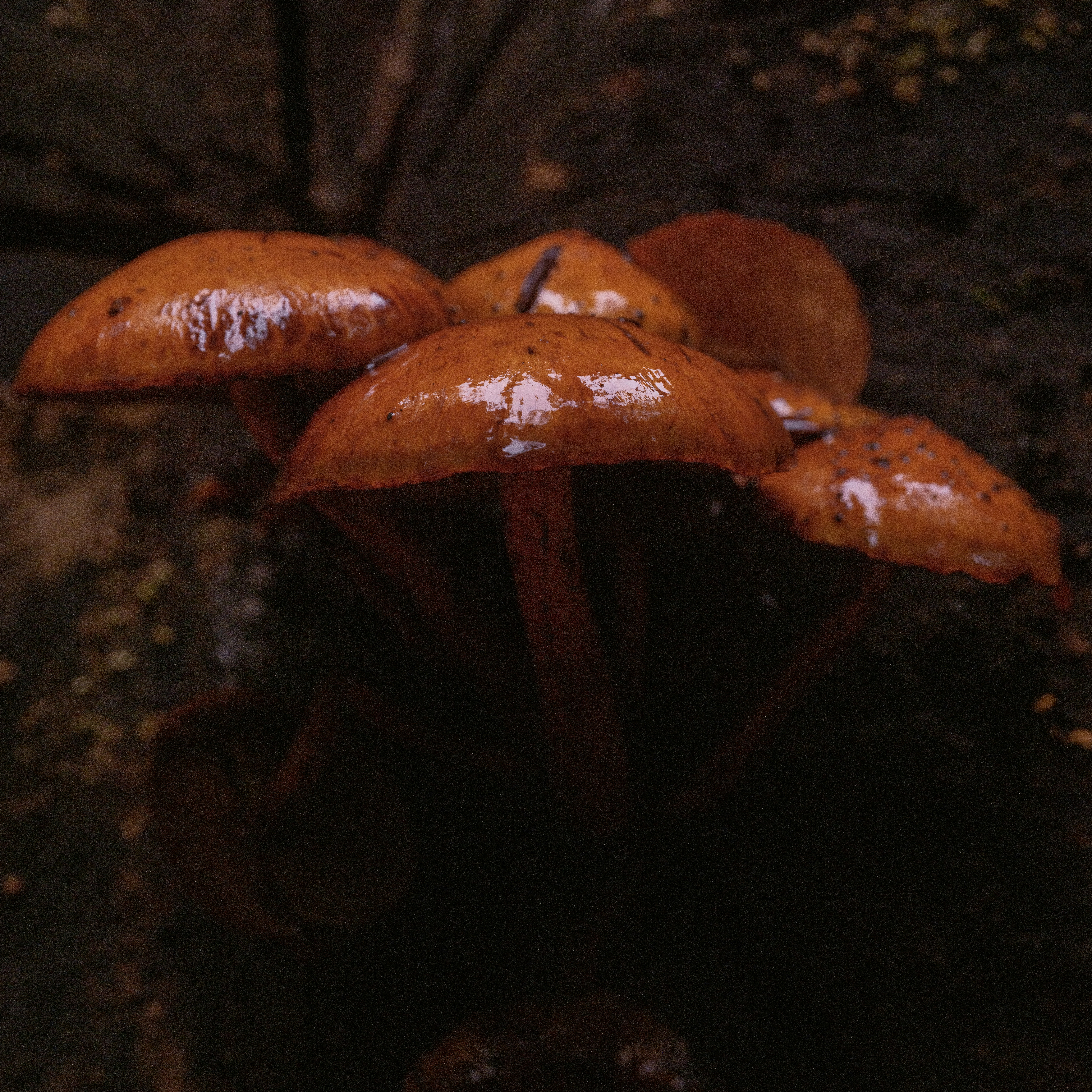 Amber-milled Mushrooms in Shadowed Forest Glow
