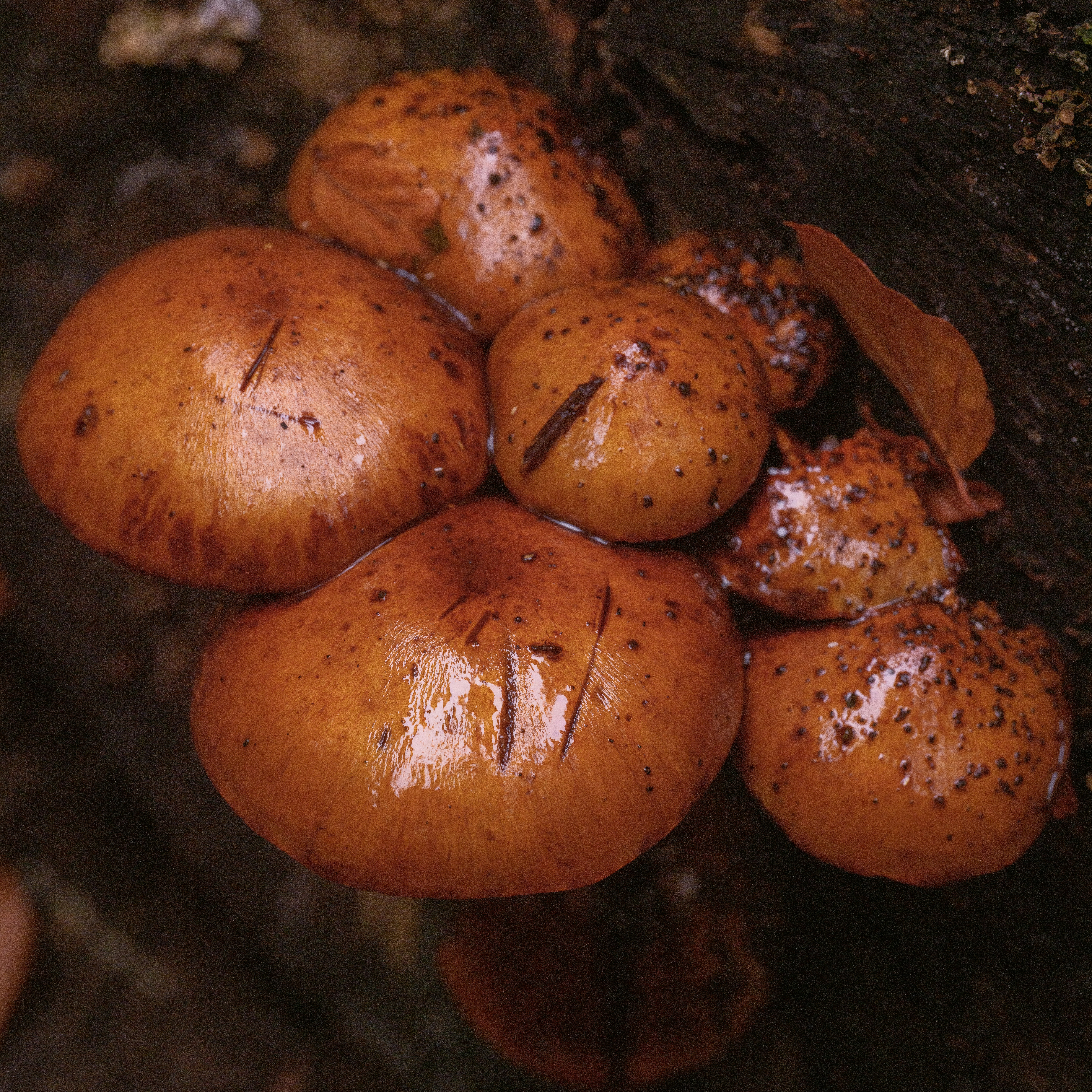 Orange-Top Mushrooms Clustering on A Damped Log