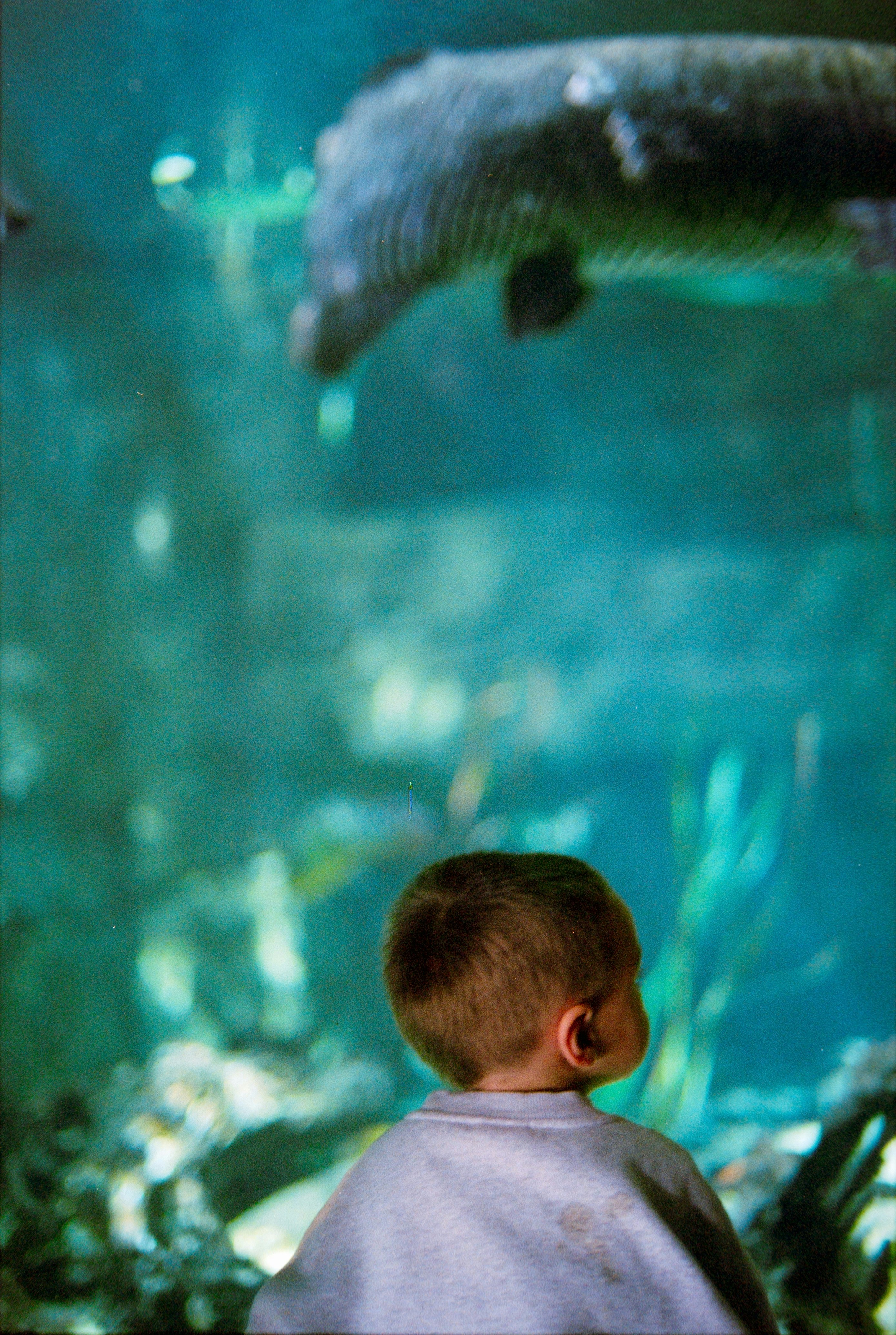 Child Faces Aquarium Wonder as a Large Fish Glides Above