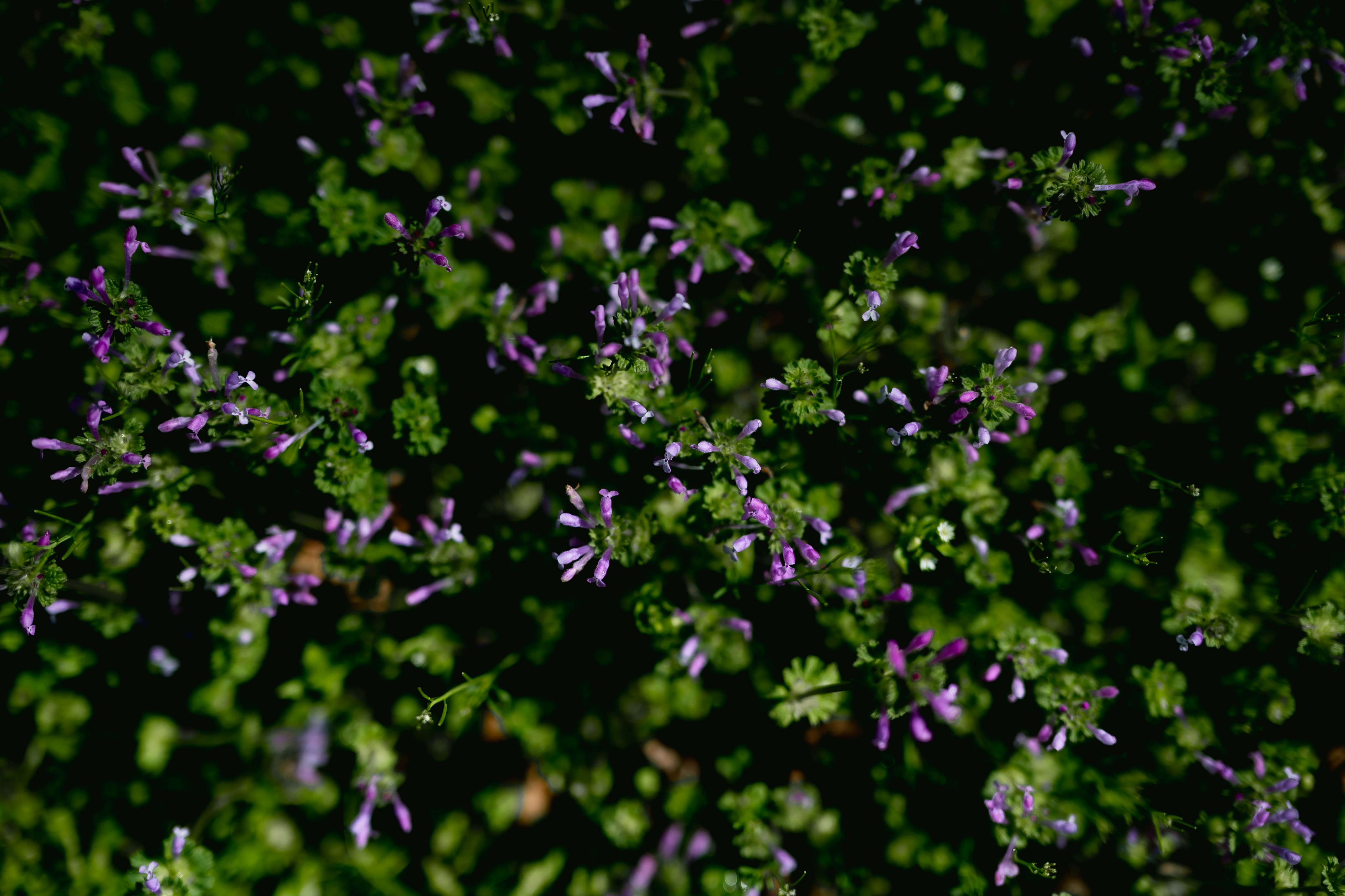 Purple Petal Mosaic: A Hushed Field of Tiny Blooms