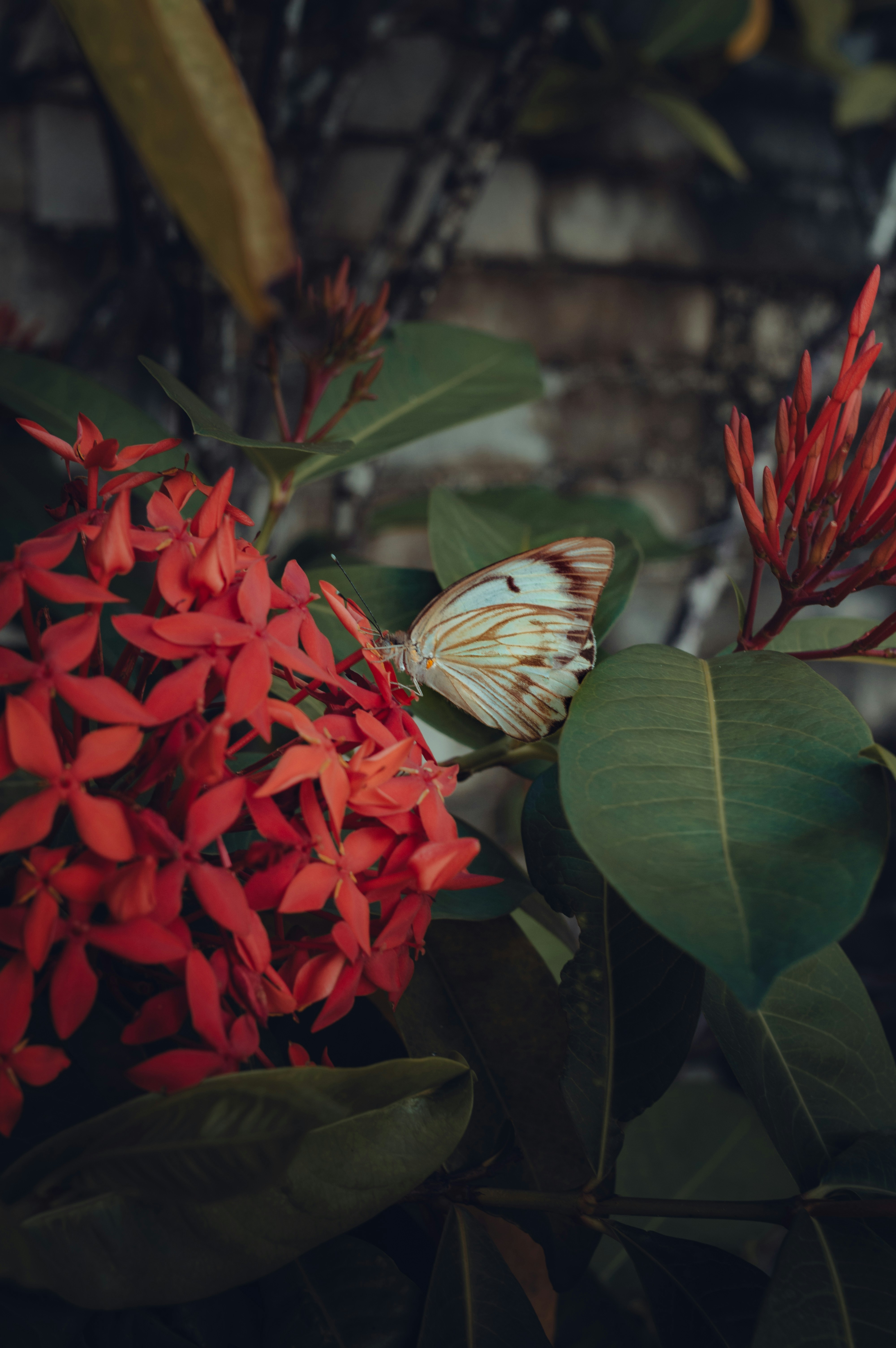 A Delicate Pause: White Butterfly on Crimson Blooms
