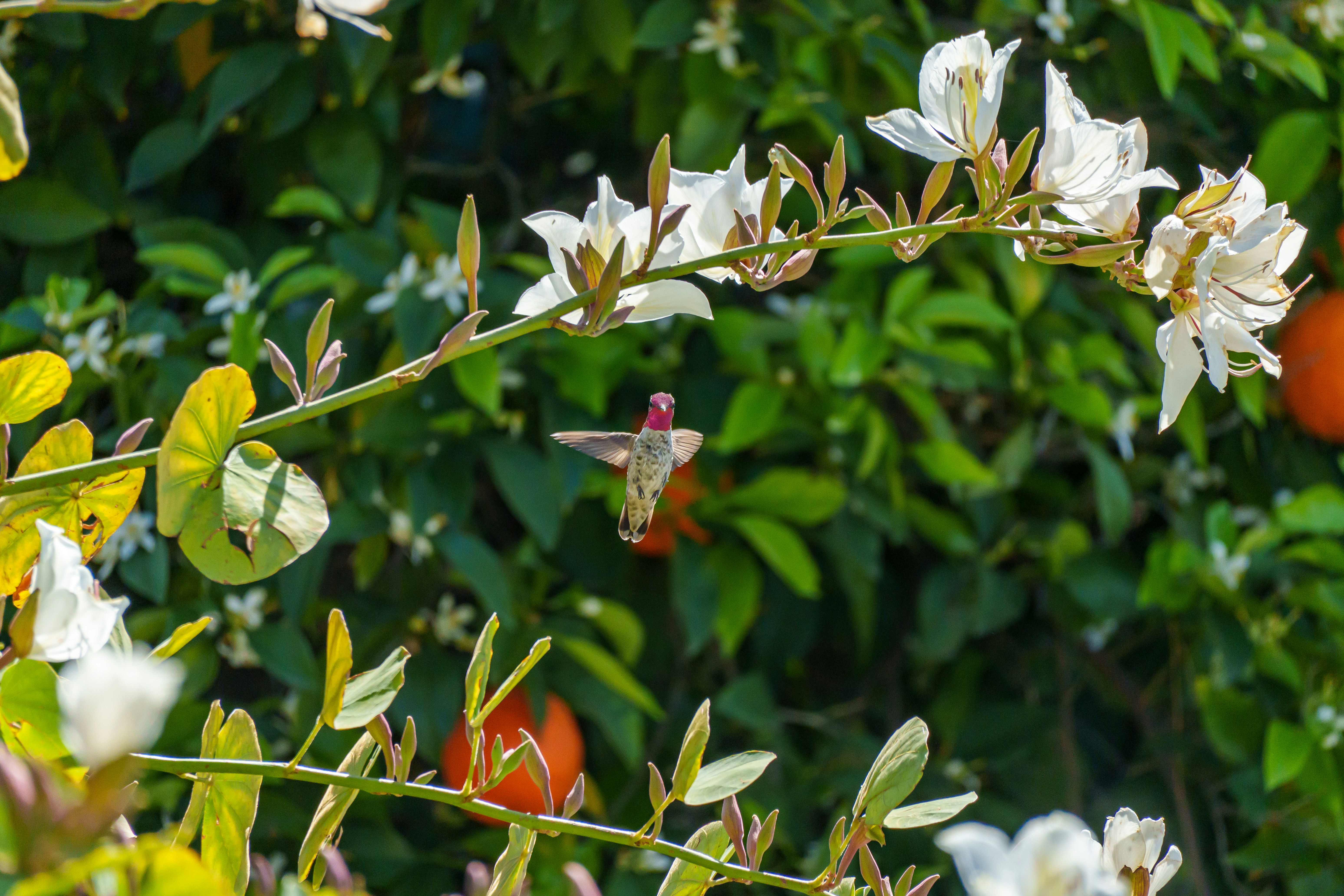 Hummingbird in a sunlit jasmine arch
