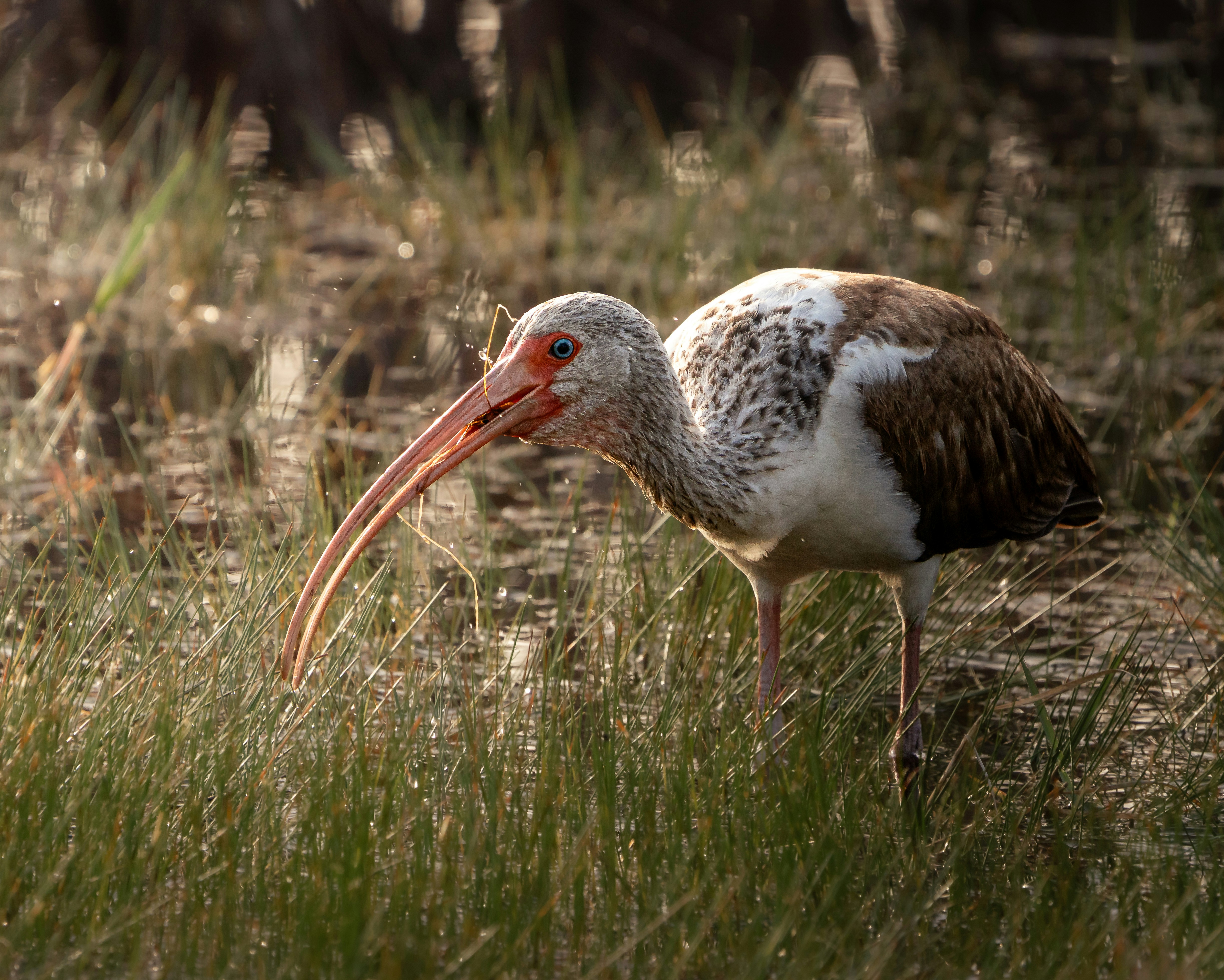 Red-Billed Heron in Wetland Resting Among Marsh Grasses