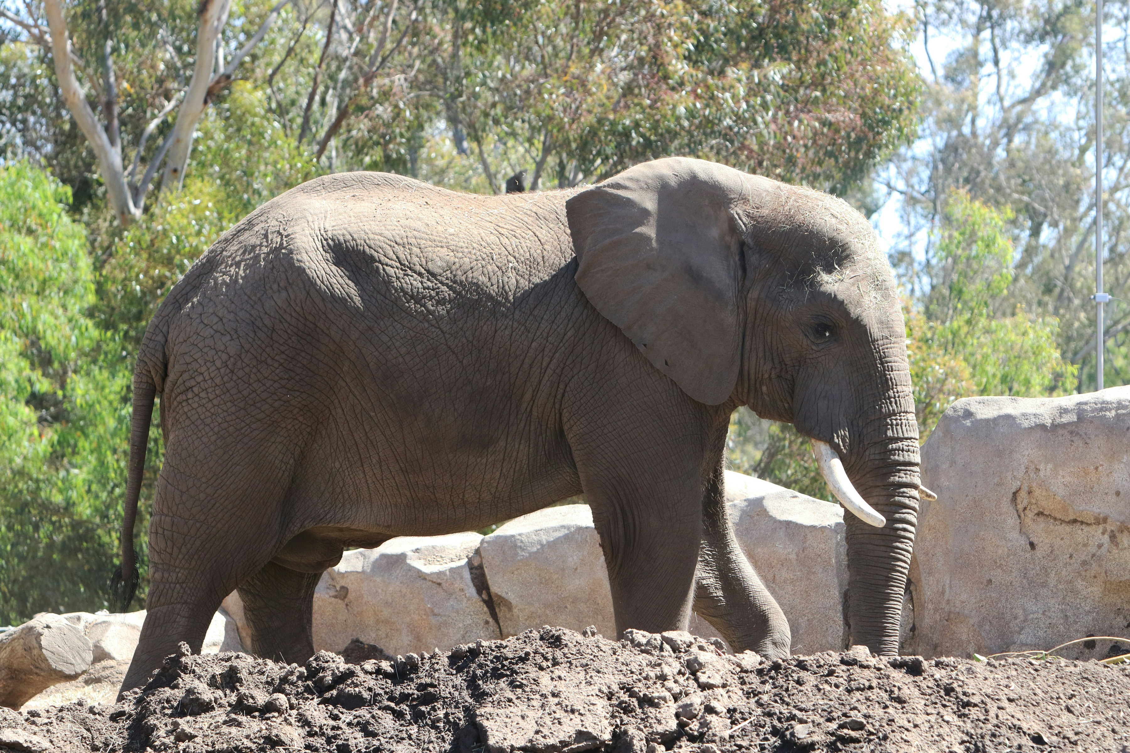 Elephant in a sunlit enclosure: earthy textures and a tusked silhouette