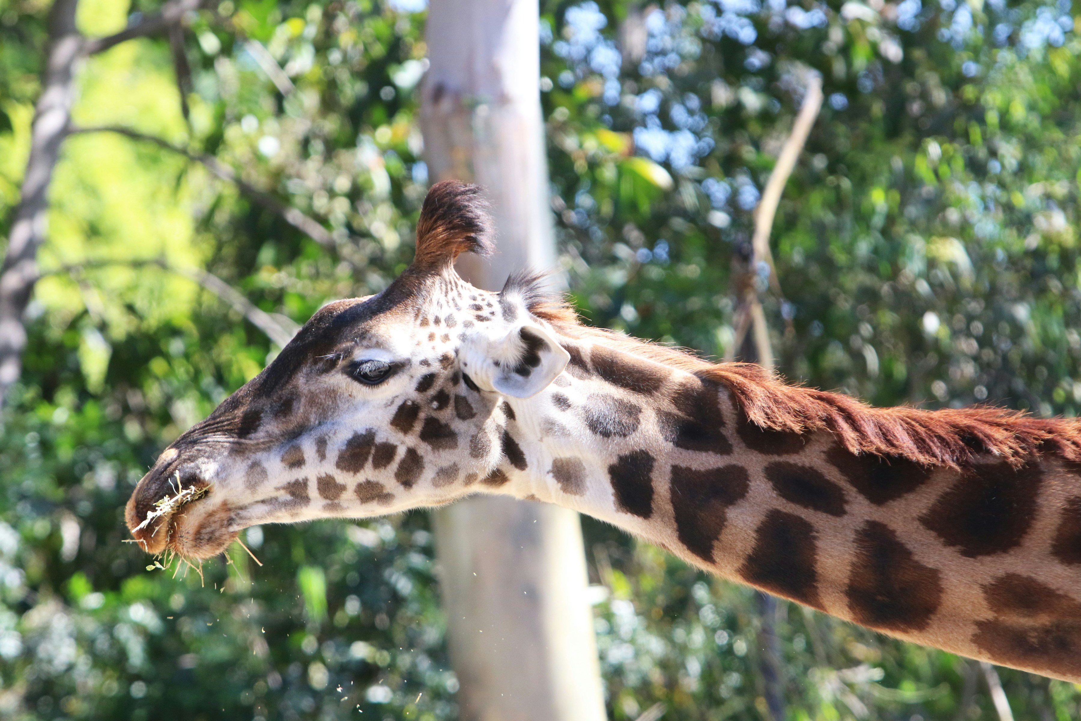 Giraffe profile against sunlit foliage
