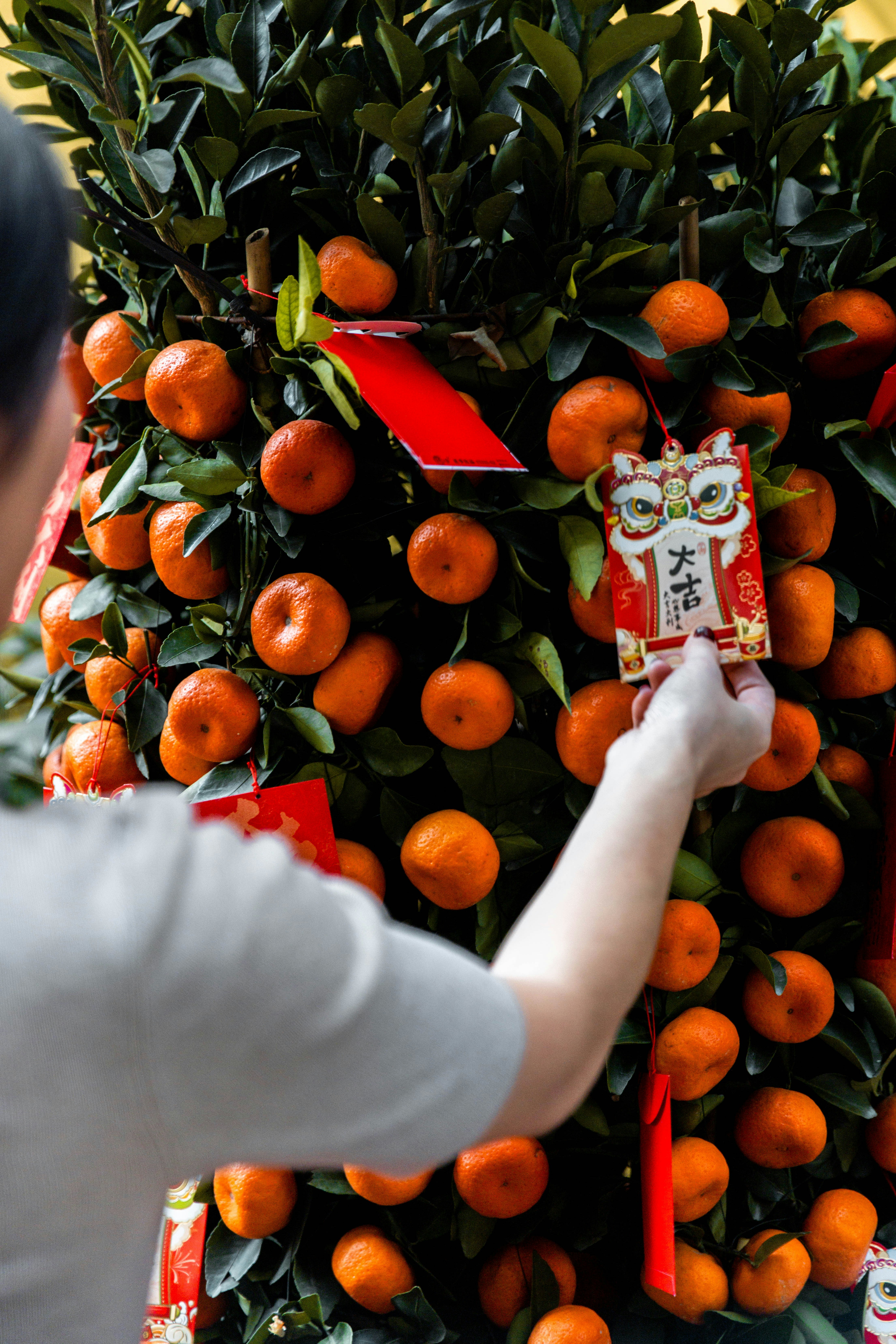 Hands reaching for luck: a red envelope amidst mandarin boughs