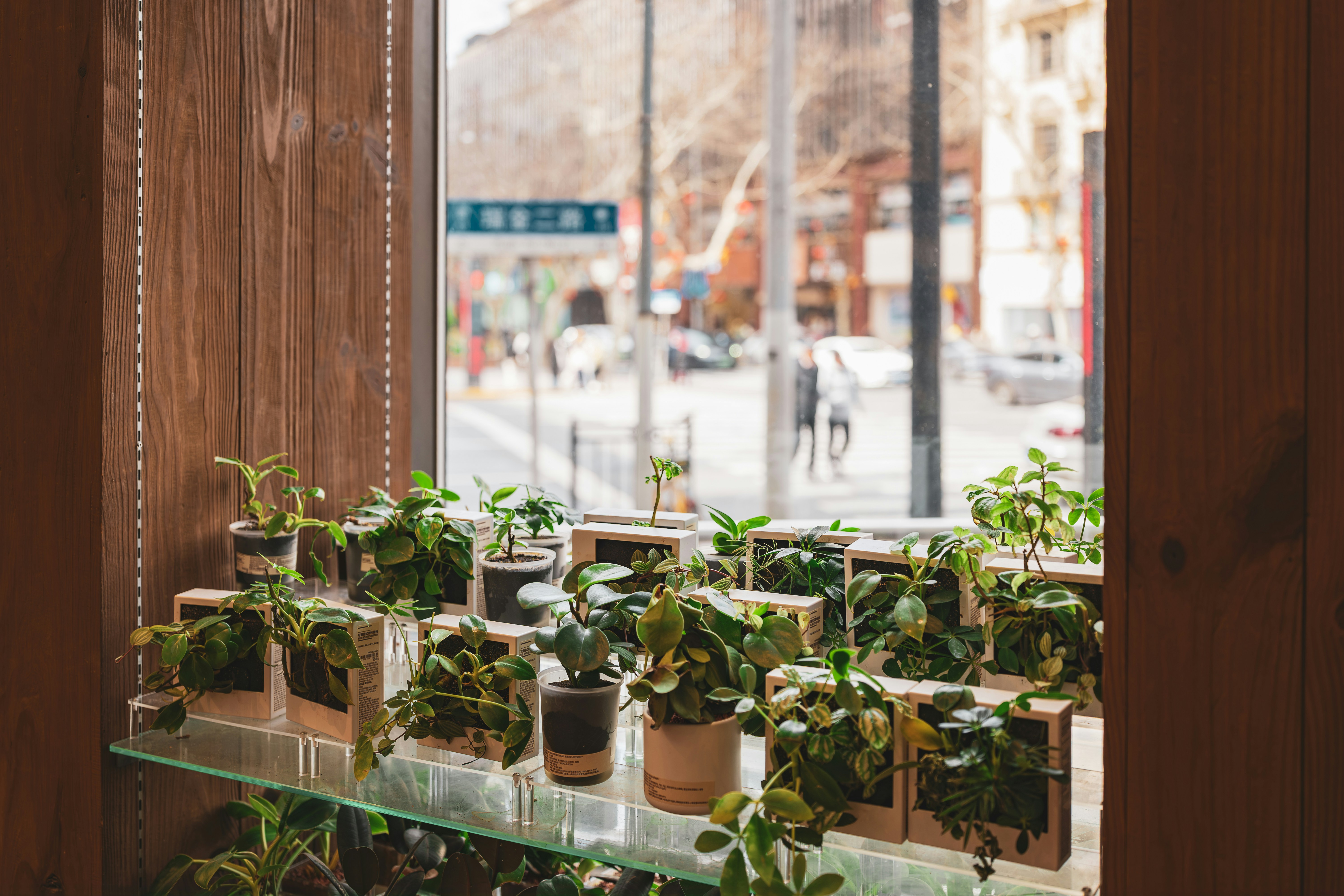 Green Office: Potted Plants Line a Windowed Shelf Against a Busy Street