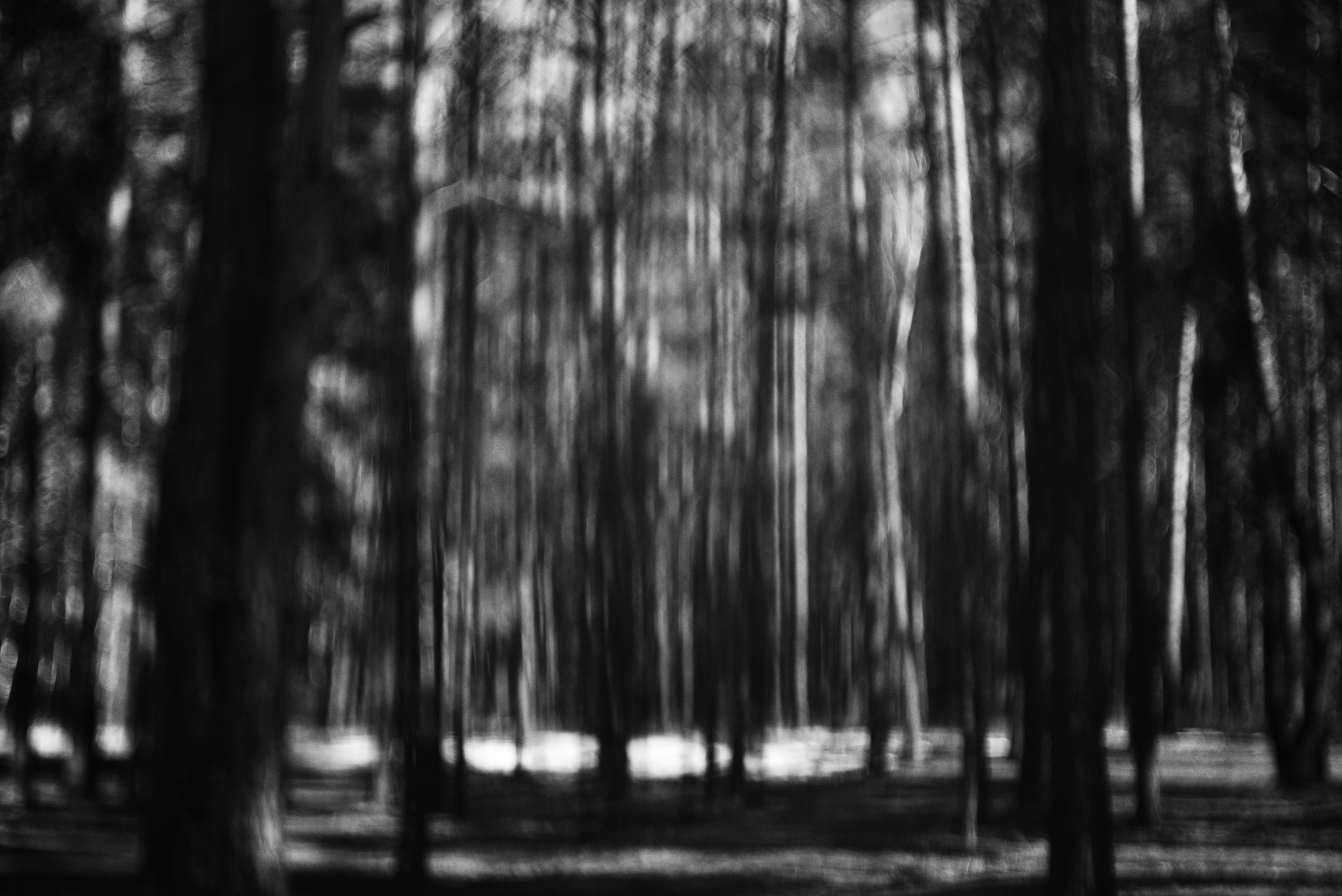 Whispers Through the Pines: A Blurred Forest in Low Light
