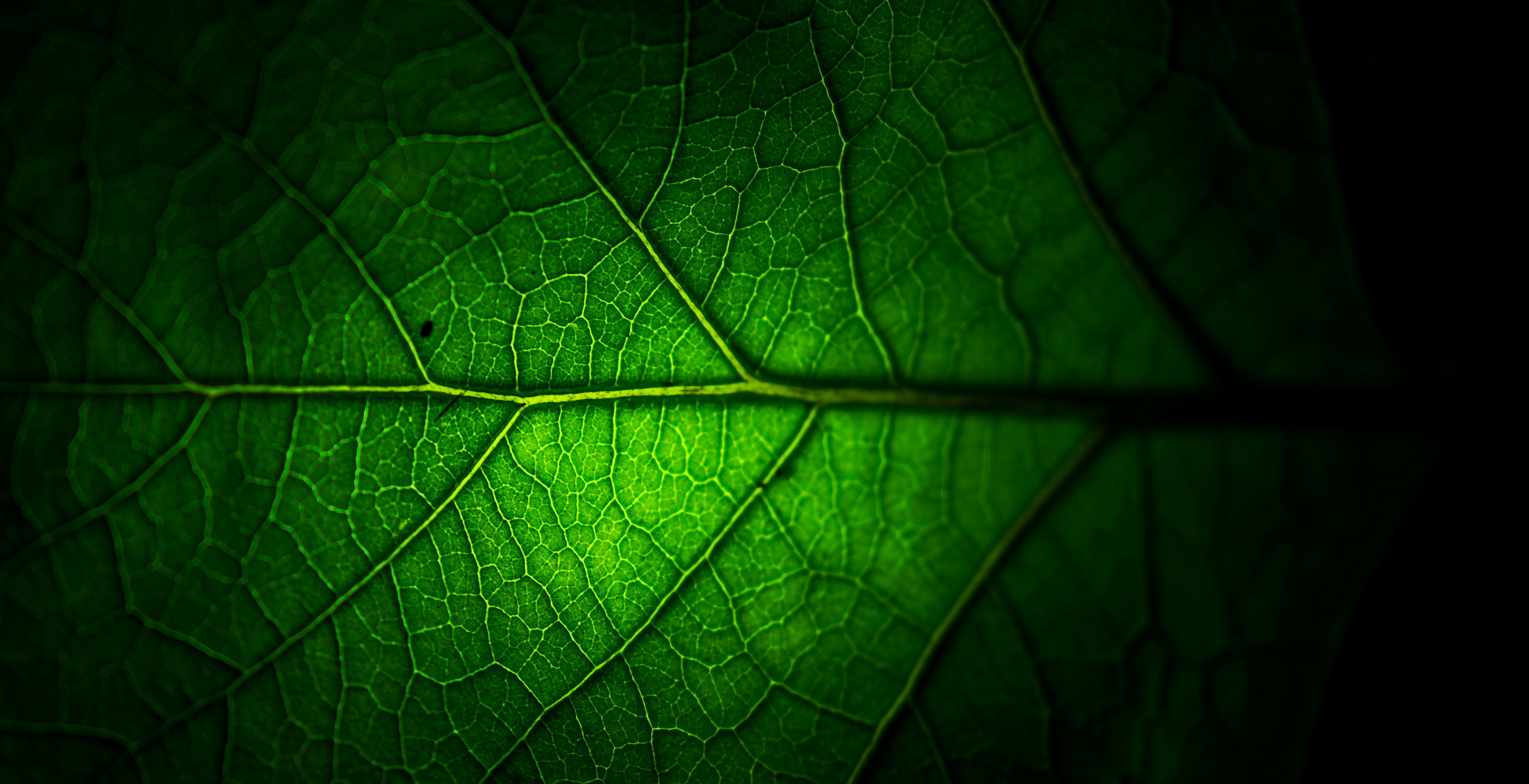 Veined Green Cinema: Macro Portrait of a Leaf’s Network