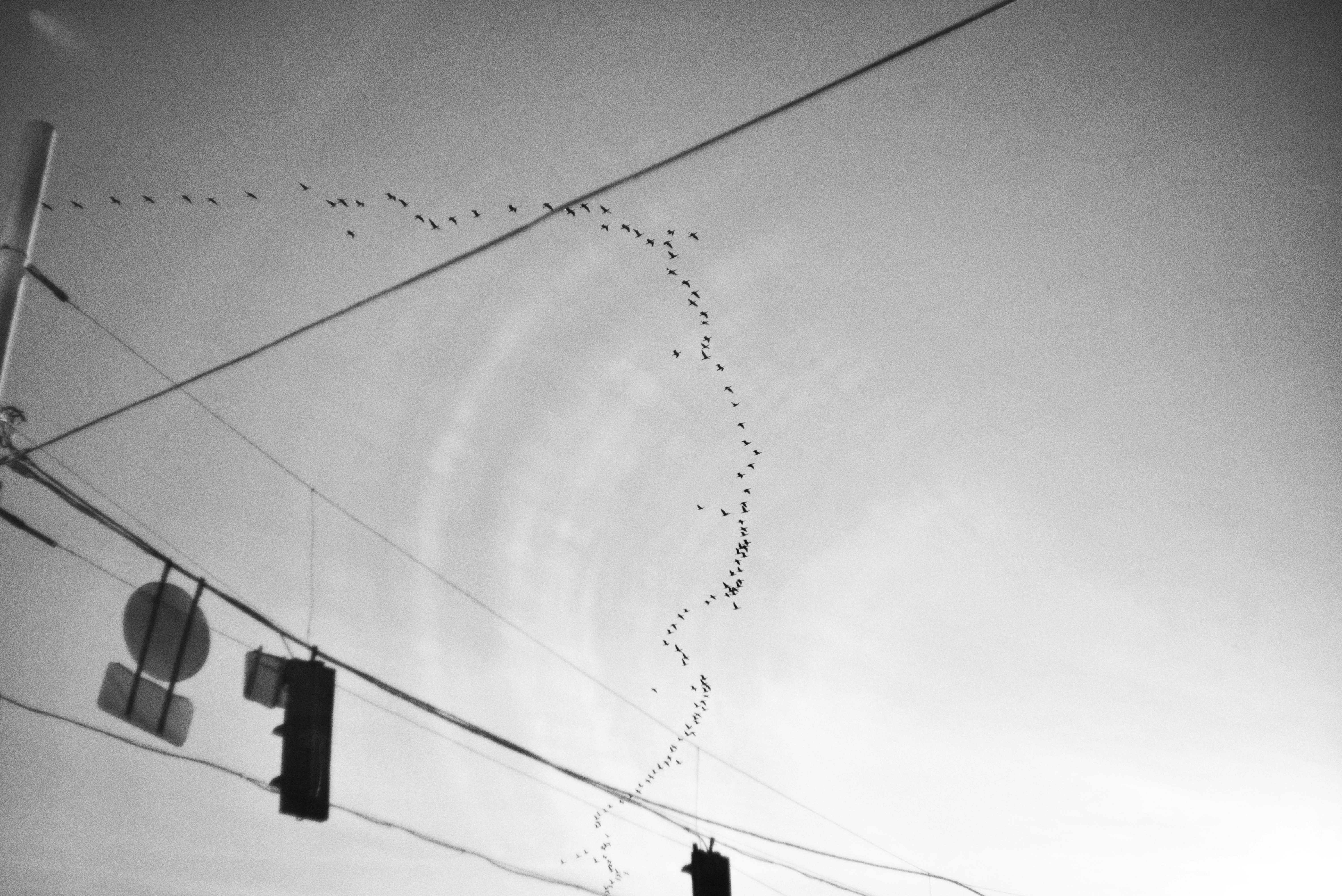 Migration Arc over a Quiet Streetlight