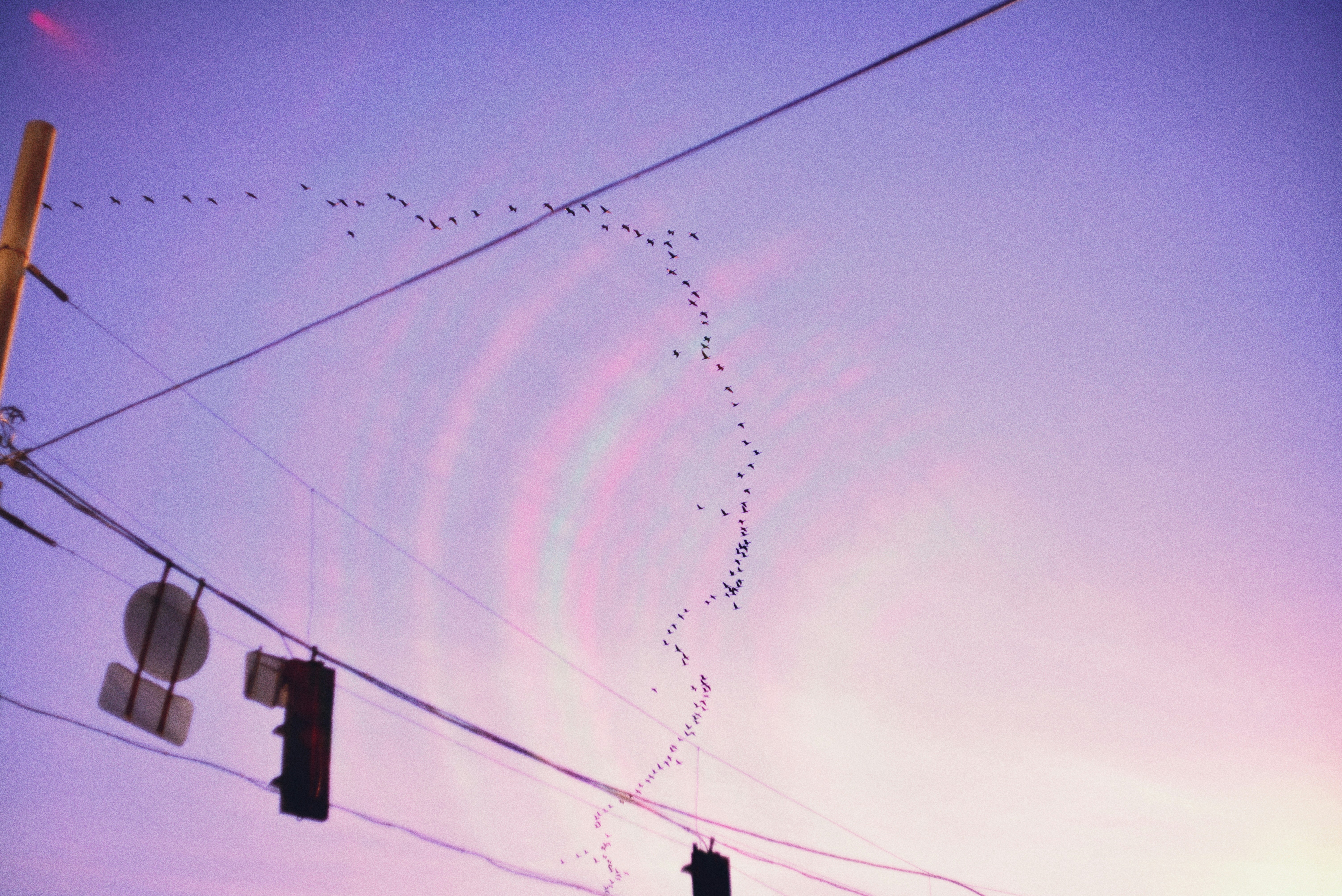 Birds flying in v formation against purple sky