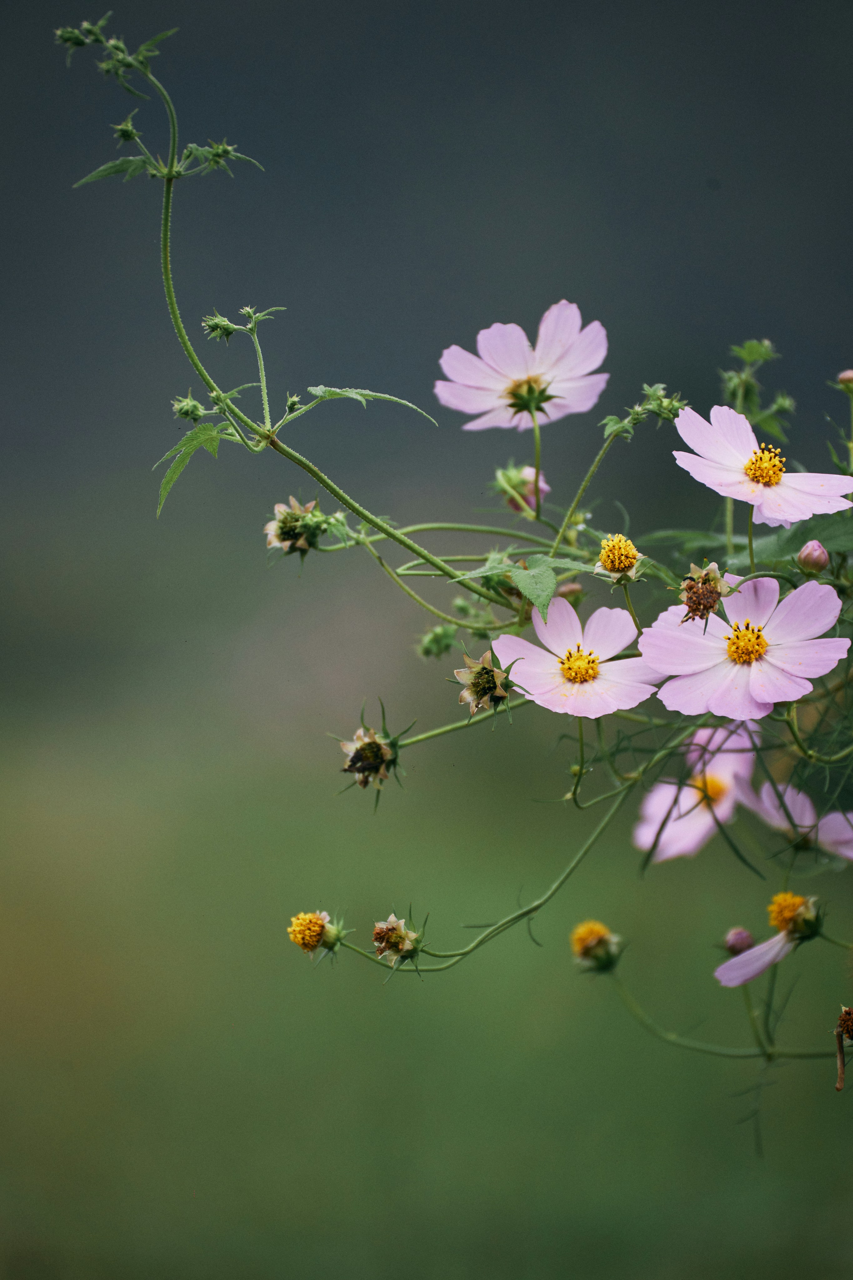 Pink Cosmos Vines: Delicate Blooms on a Winding Trellis