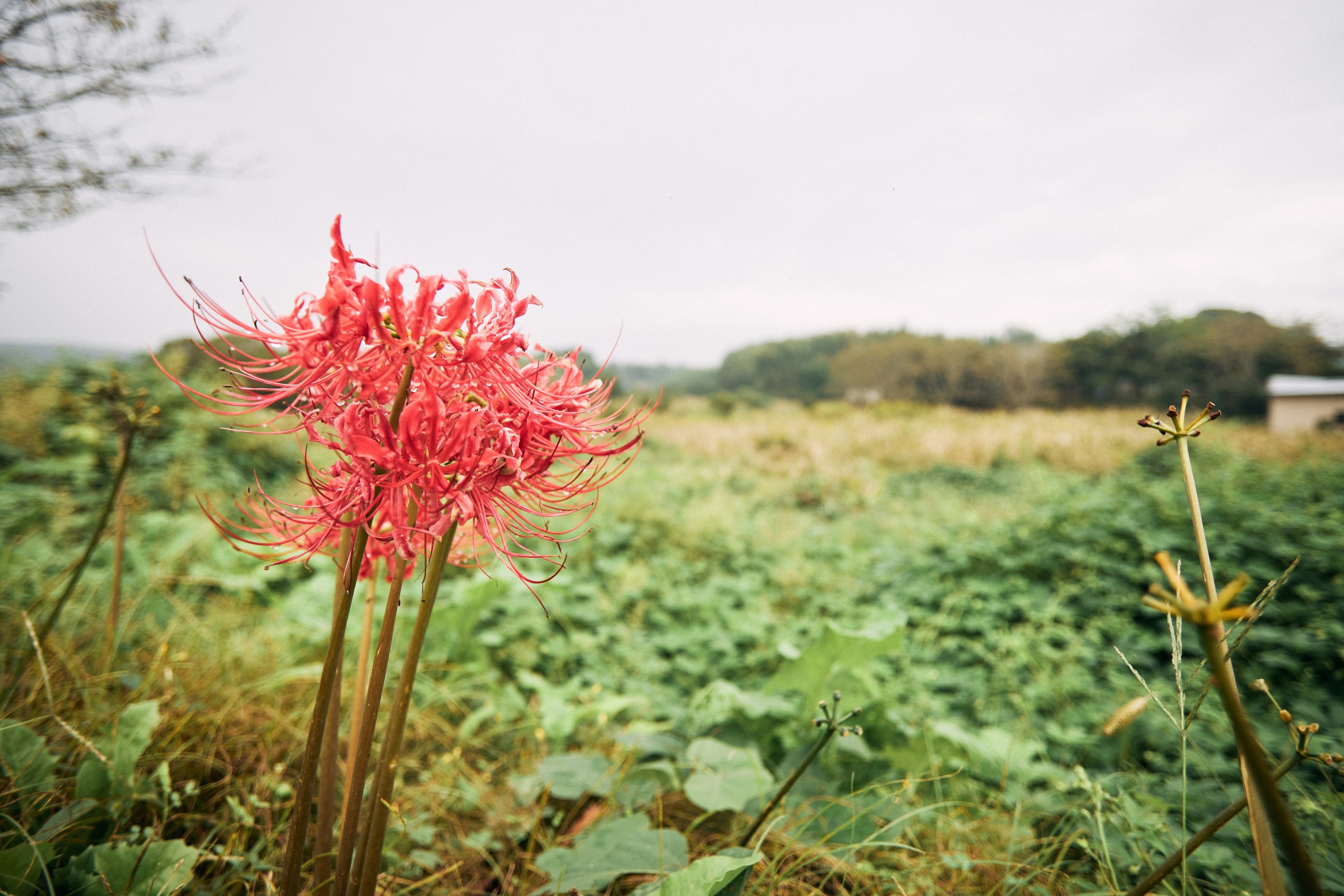 Crimson Spider Lily at the Field’s Edge