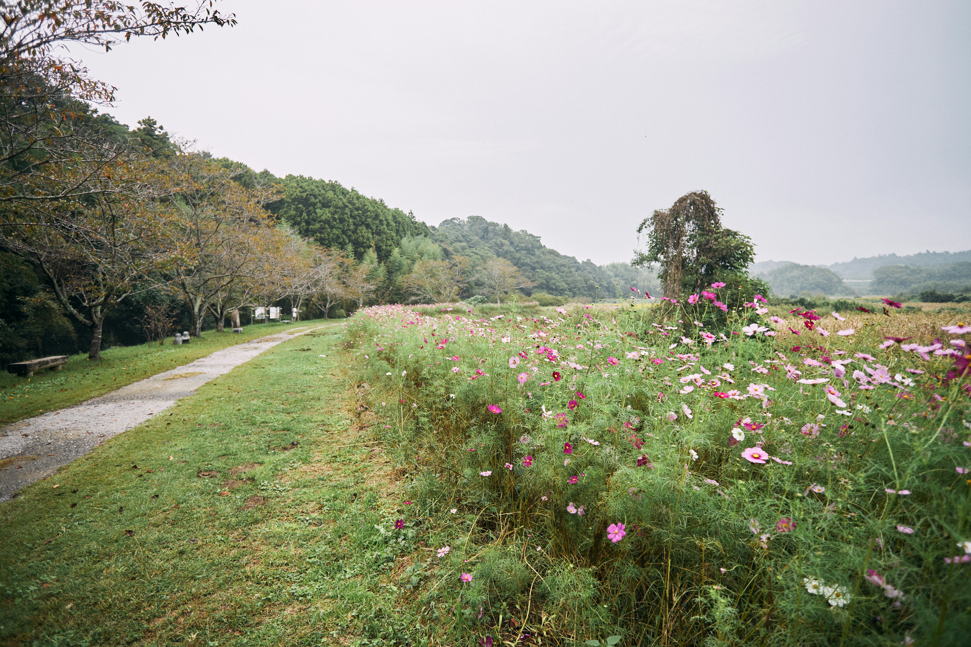Field of pink blooms along a tranquil riverside path
