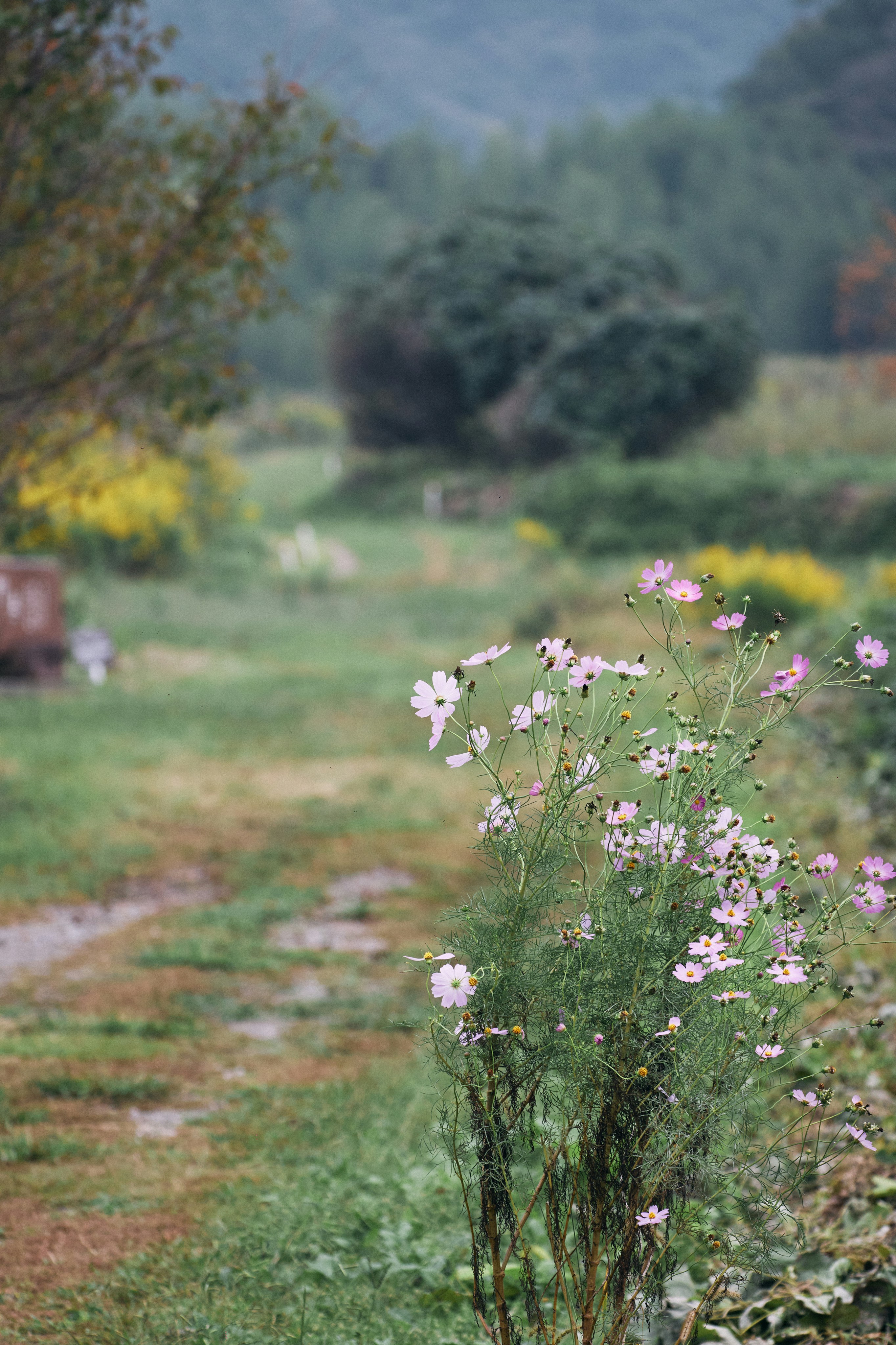 Pink Wildflowers on a Gentle Path